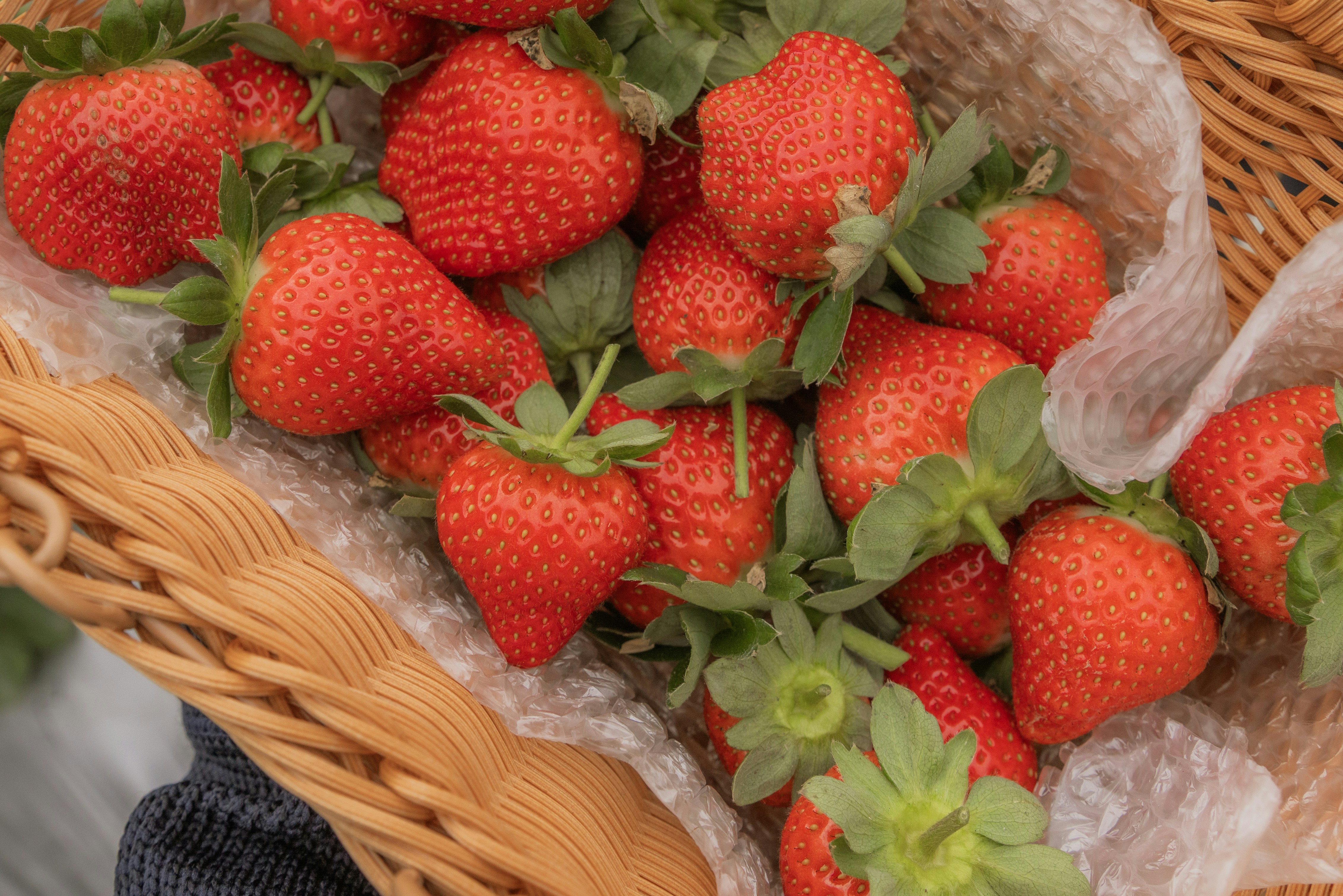 Basket of ripe strawberries: vivid red jewels in wicker cradle