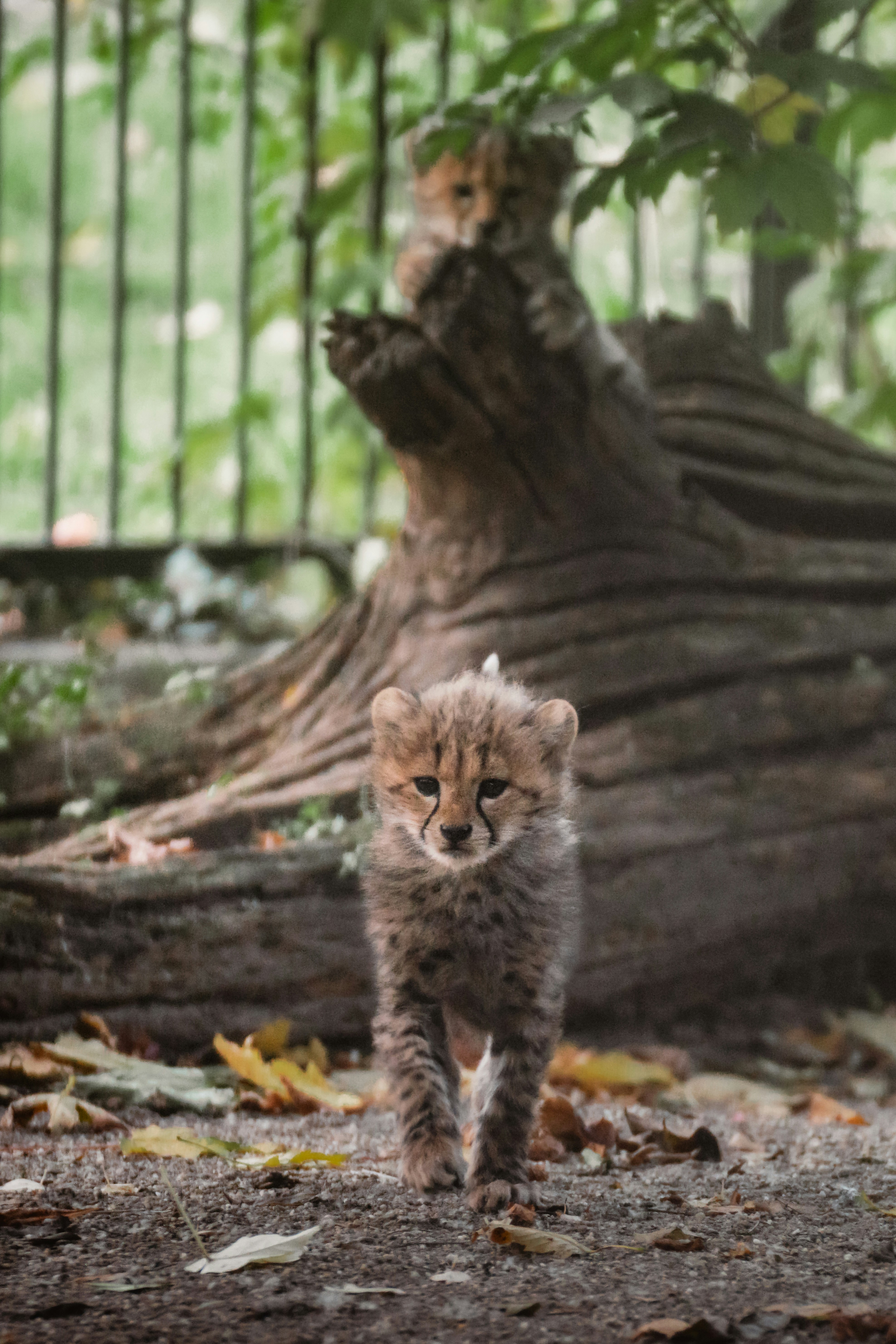 Tiny Scout in a Sunlit Forest