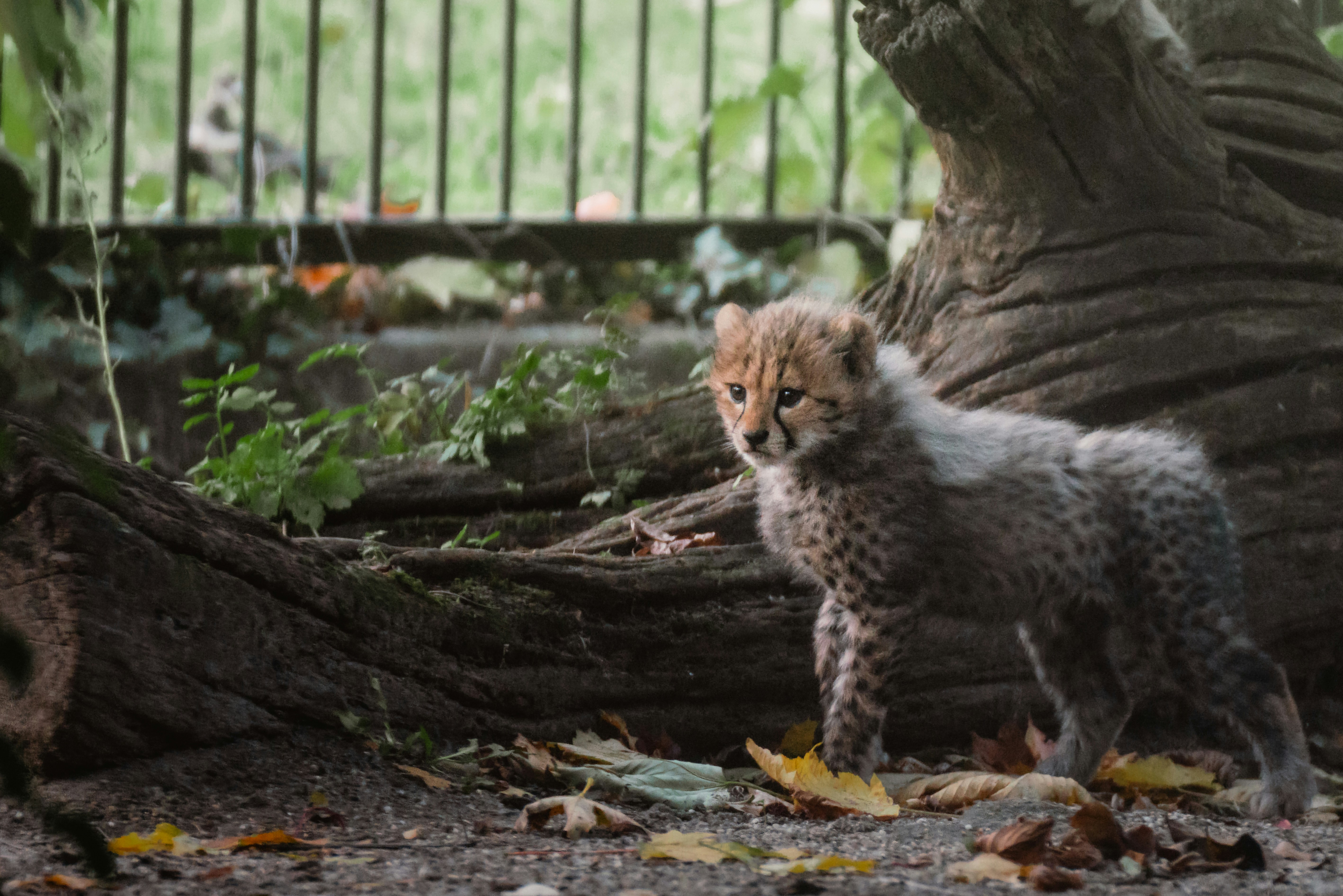 Tiny Lion Cub in a Shaded Woodland Cage