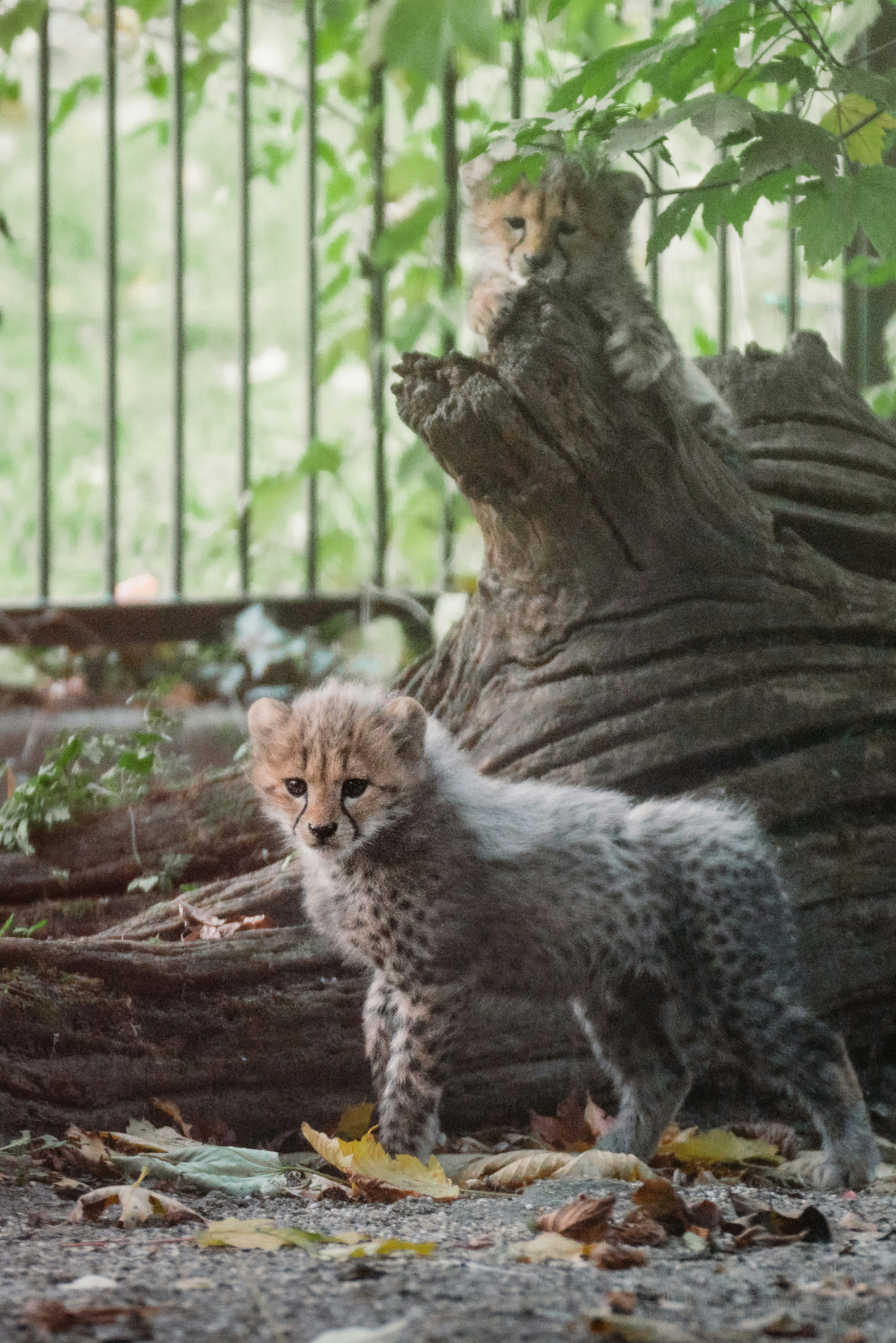 Young cheetah cubs in a shaded enclosure near a gnarled fallen log