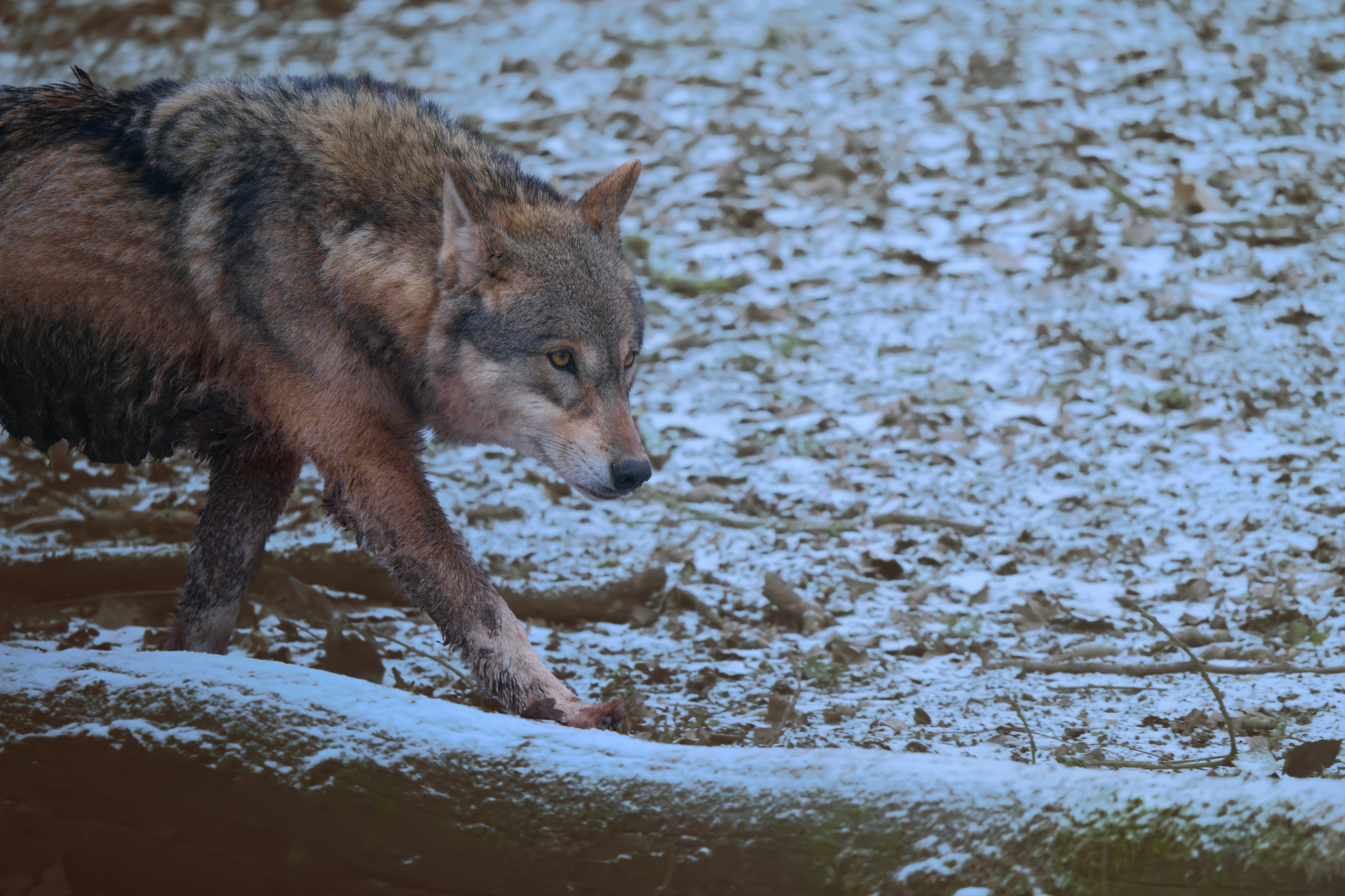 Winter Stalker: A Wolf Steps Through Snow-Dusted Shallows