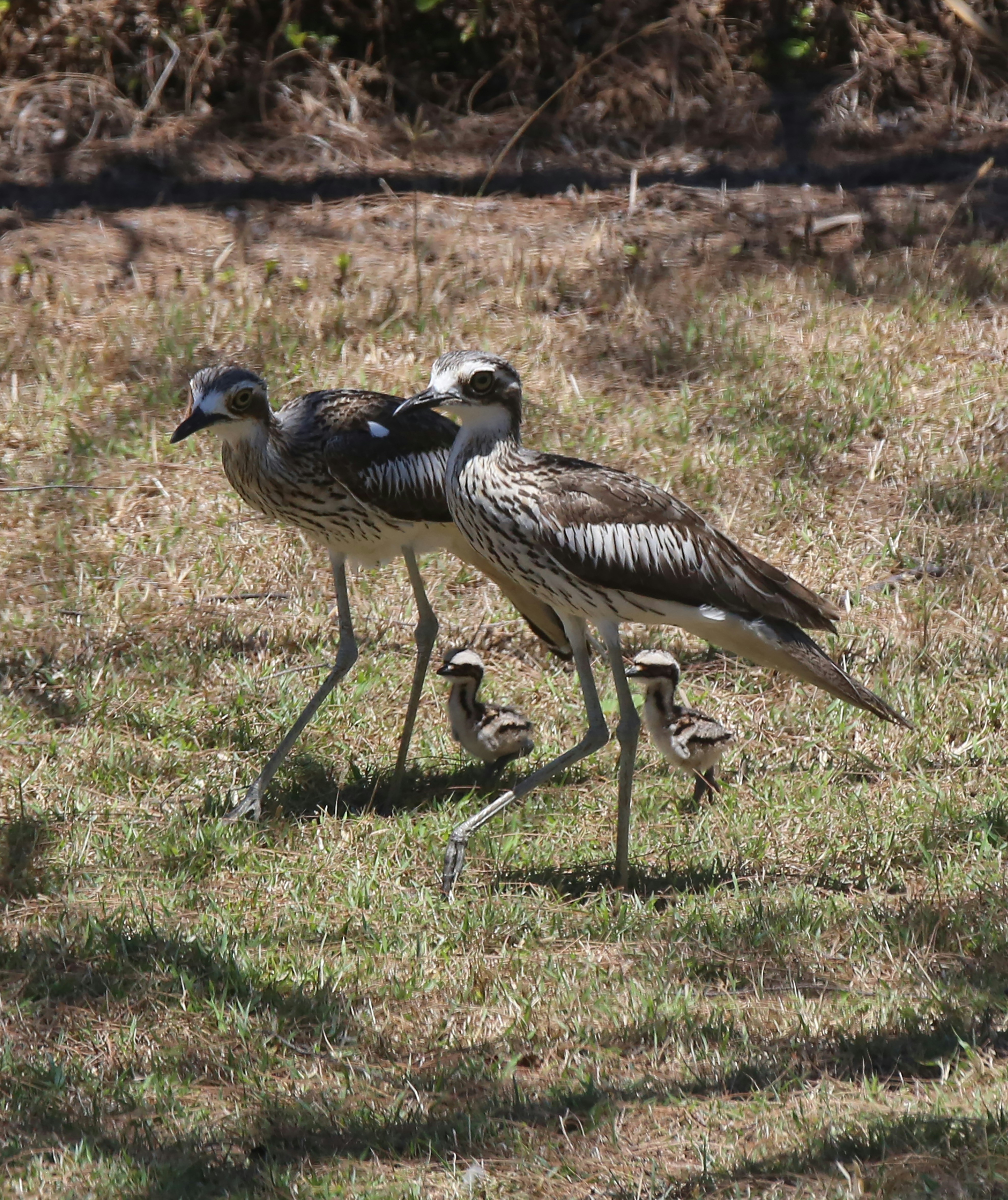 Guardians of the Grass: Two Painted Storks Leading the Fledglings