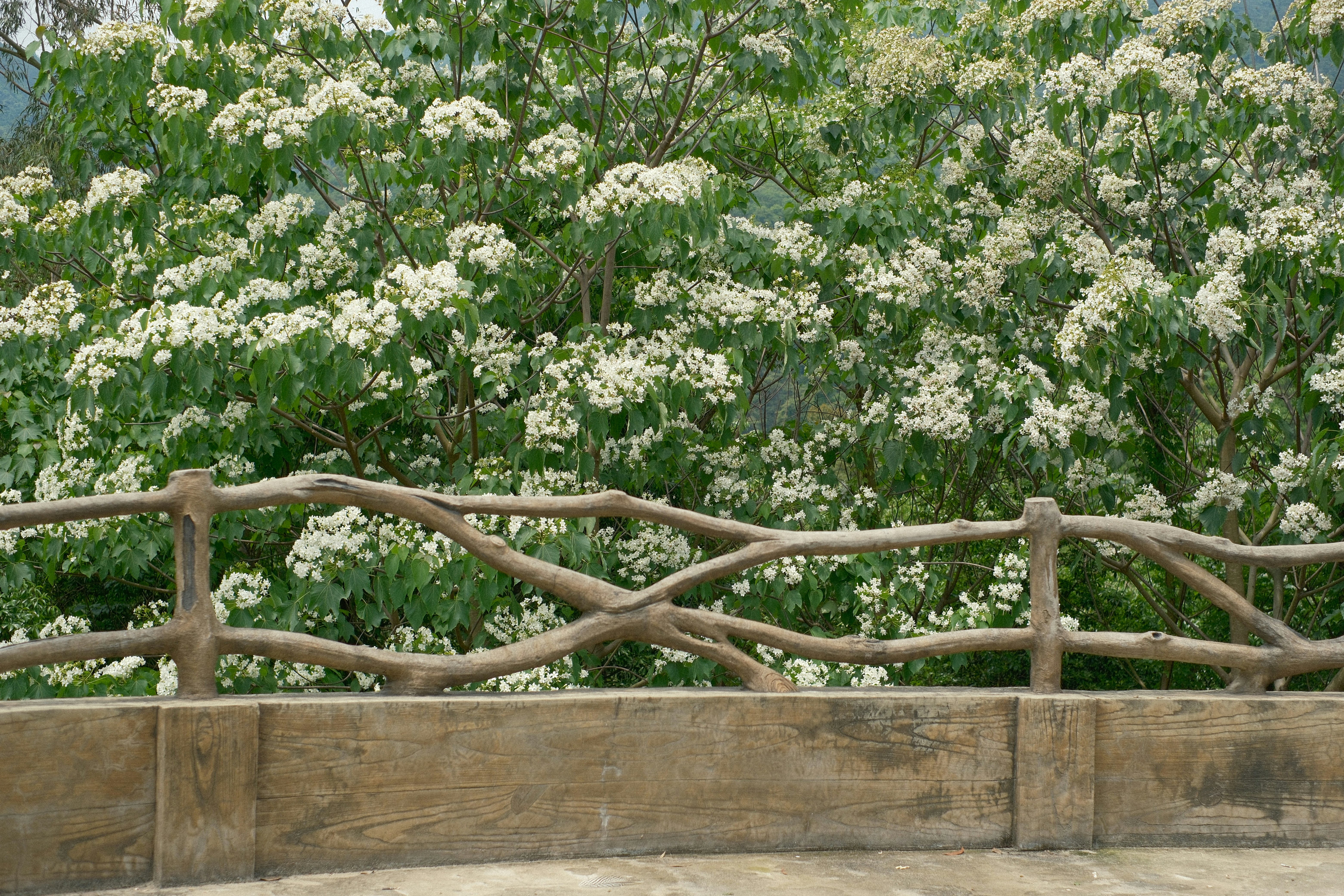 Rustic railing against a blooming hedgerow