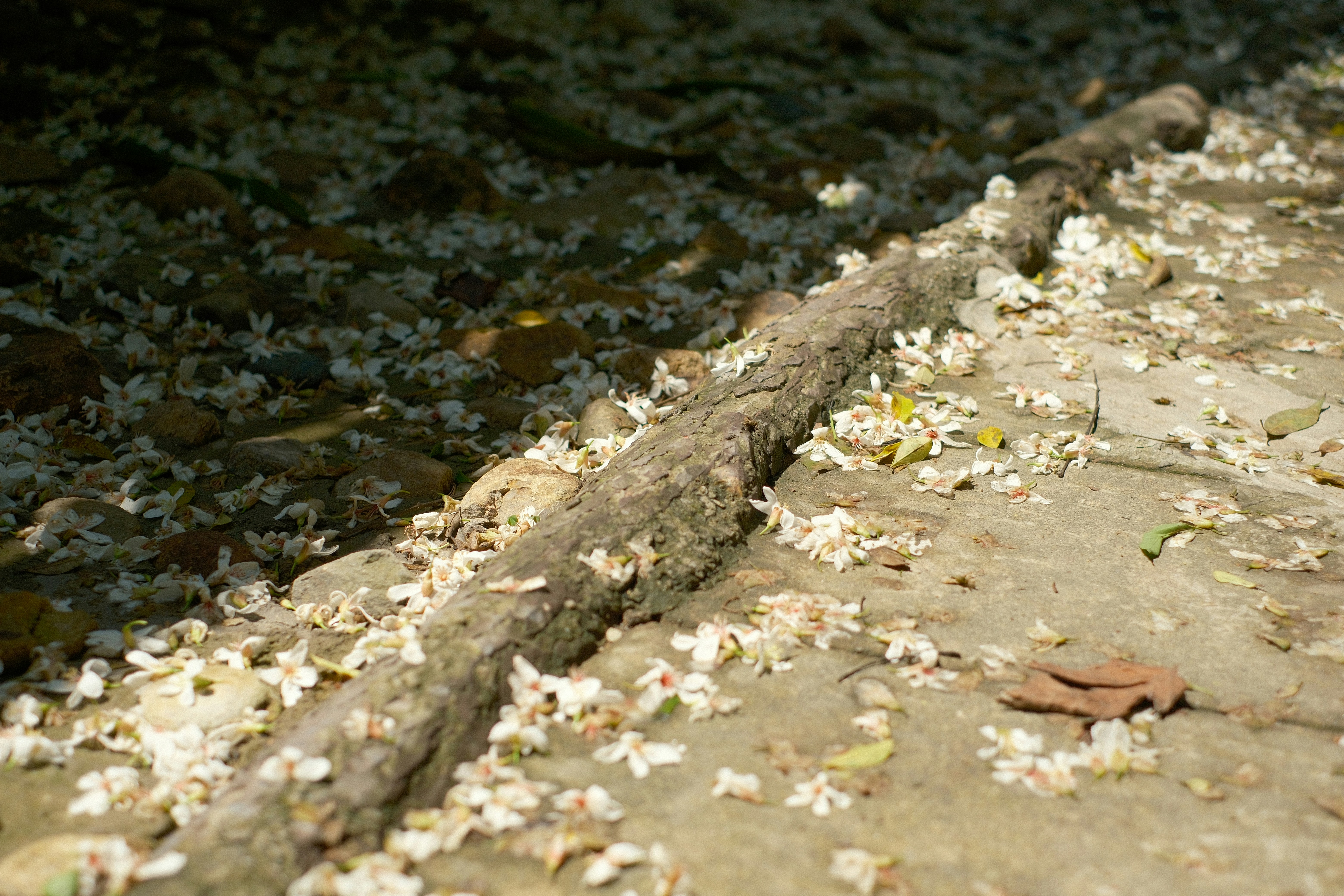 Petals on a Quiet Path: Sunlit Edge of a Blooming Walk