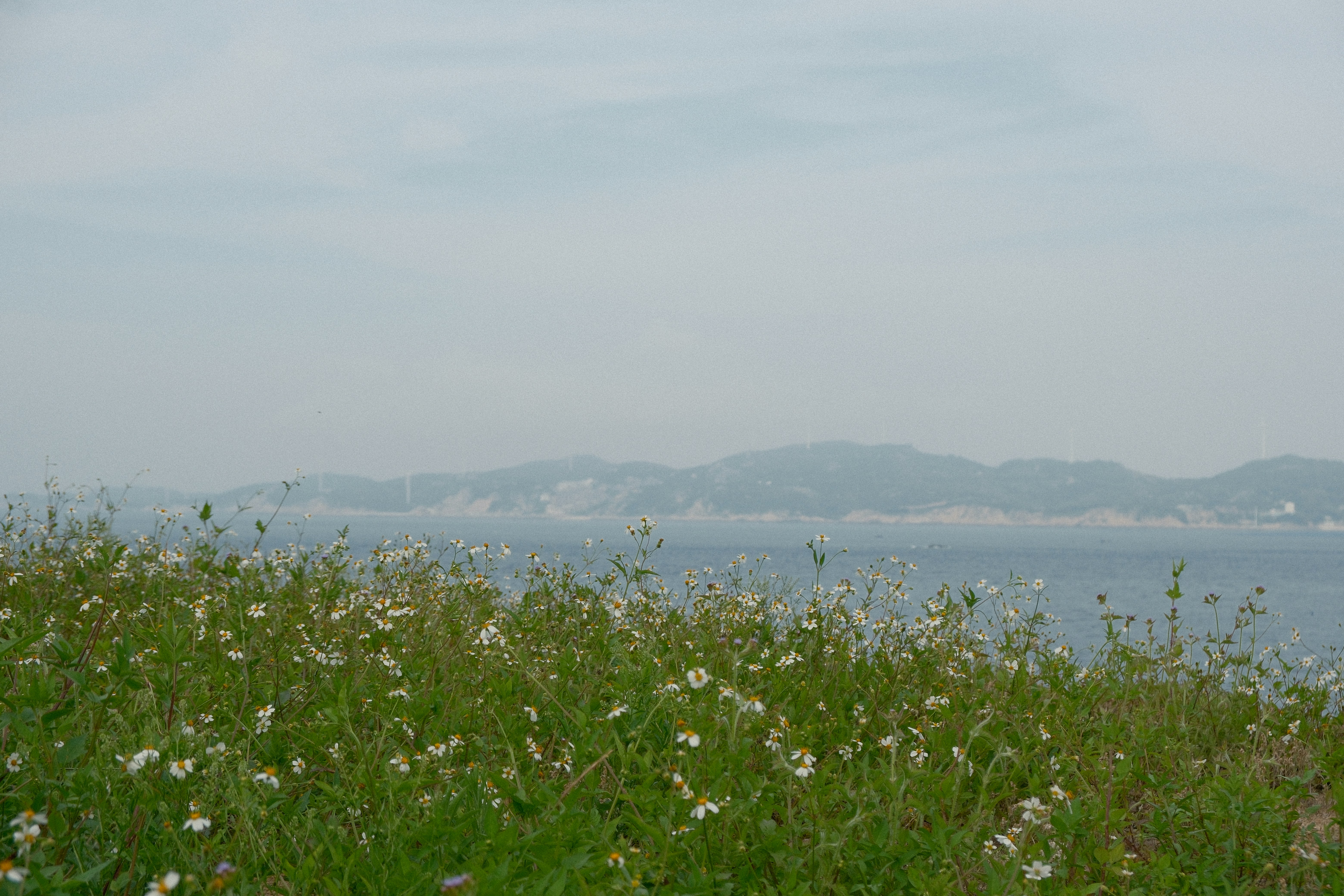 Dunes of Daisies: Sea Breeze Behind a Meadow of White Blossoms
