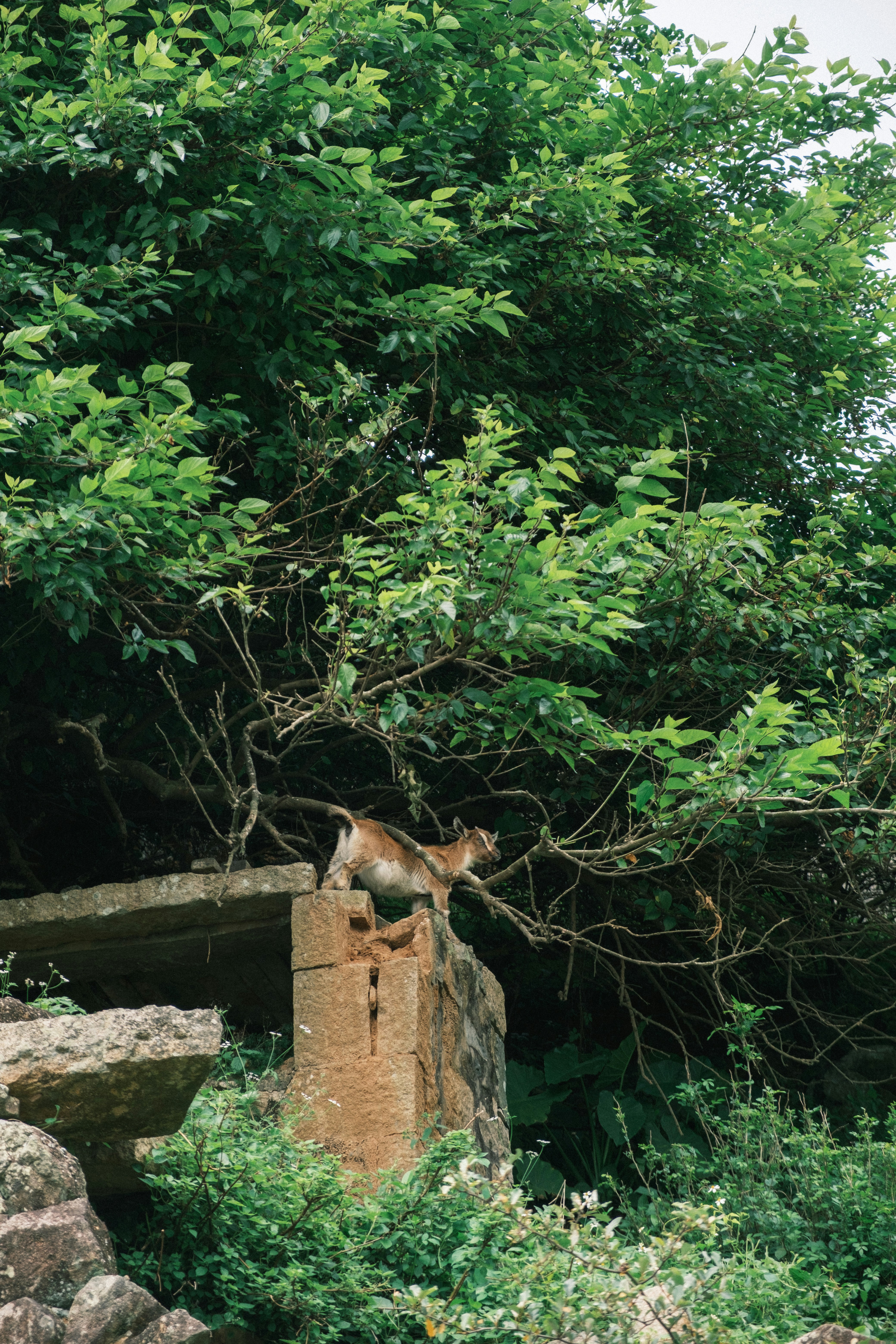 Squirrel Sentinel on Weathered Stone Amid Lush Greenery