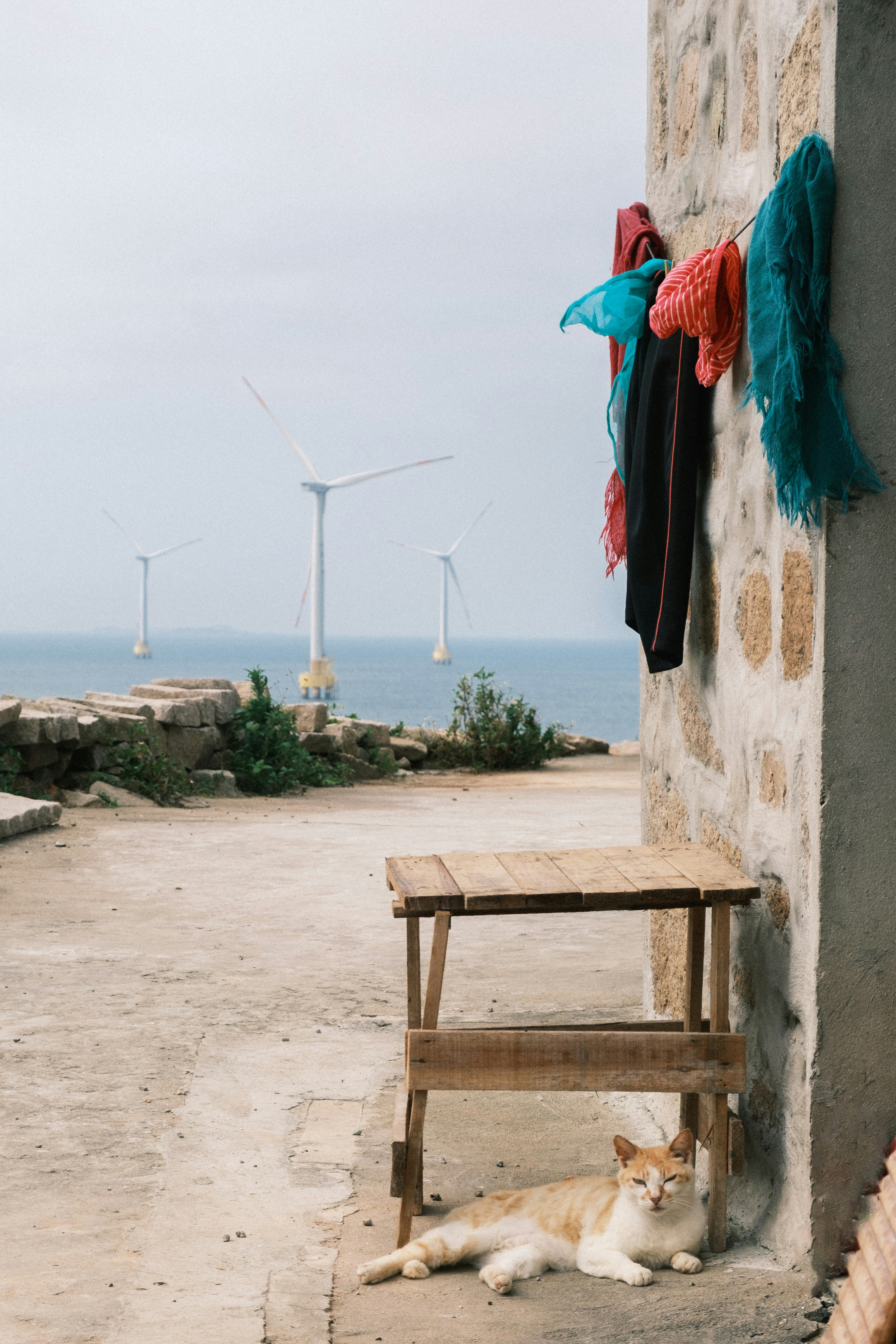 A cat rests under a wooden chair near the sea. photo – Free Technology ...