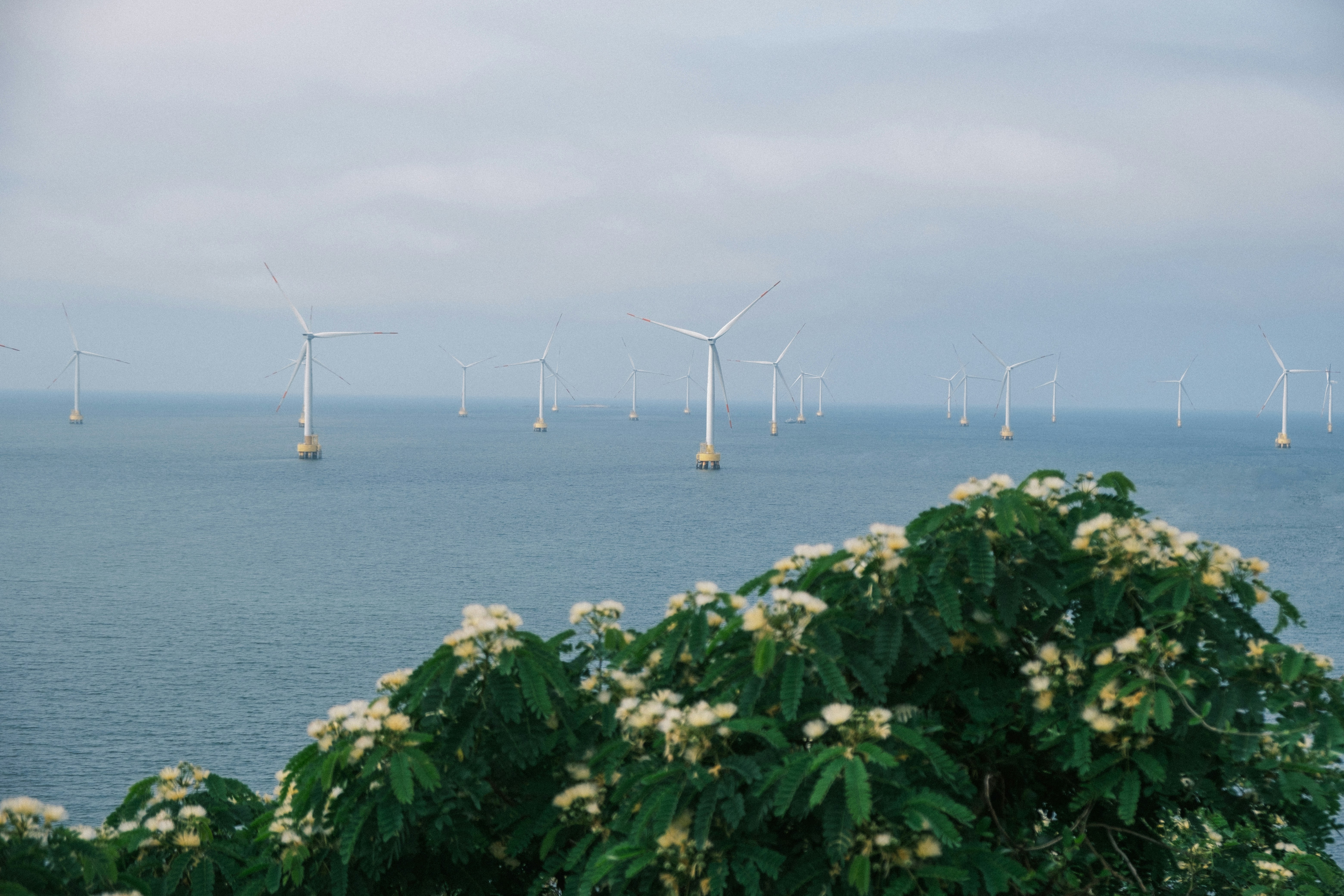 Offshore Arc: Wind Turbines Rise Beyond flowering shrubs