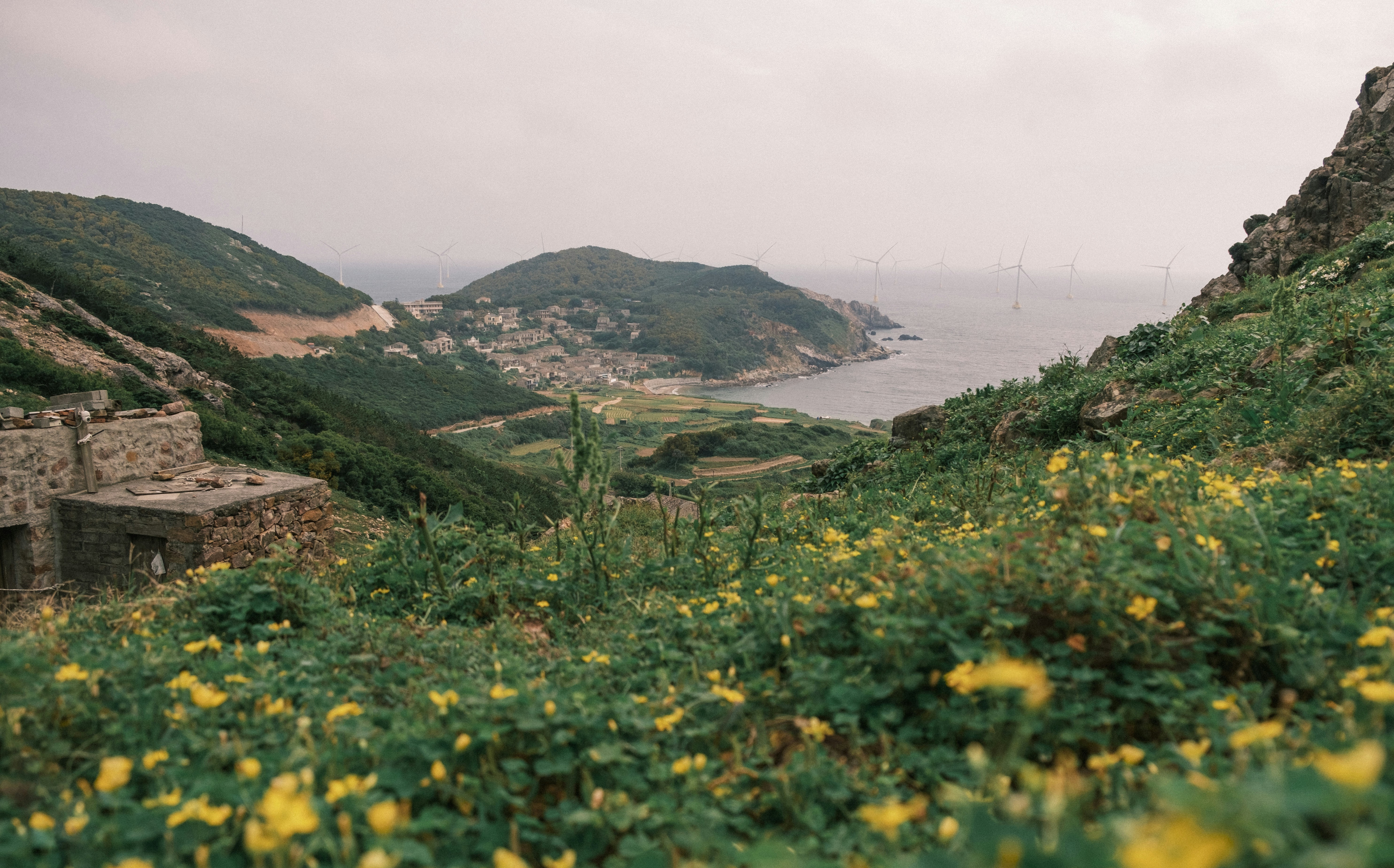 Yellow Blooms Over the Coastal Valley