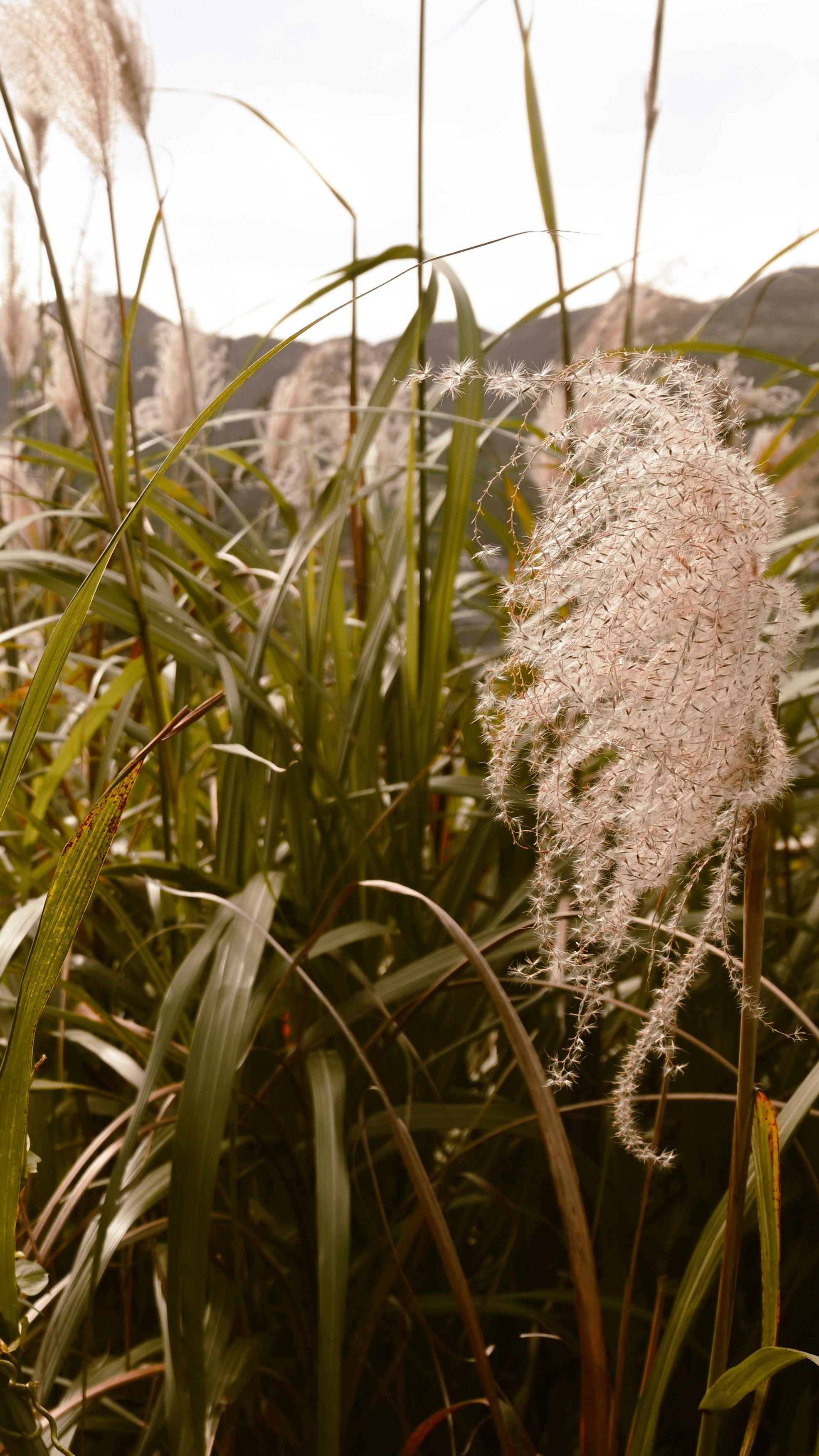 Feathered reed plume catching autumn light in a sunlit wetlandscape