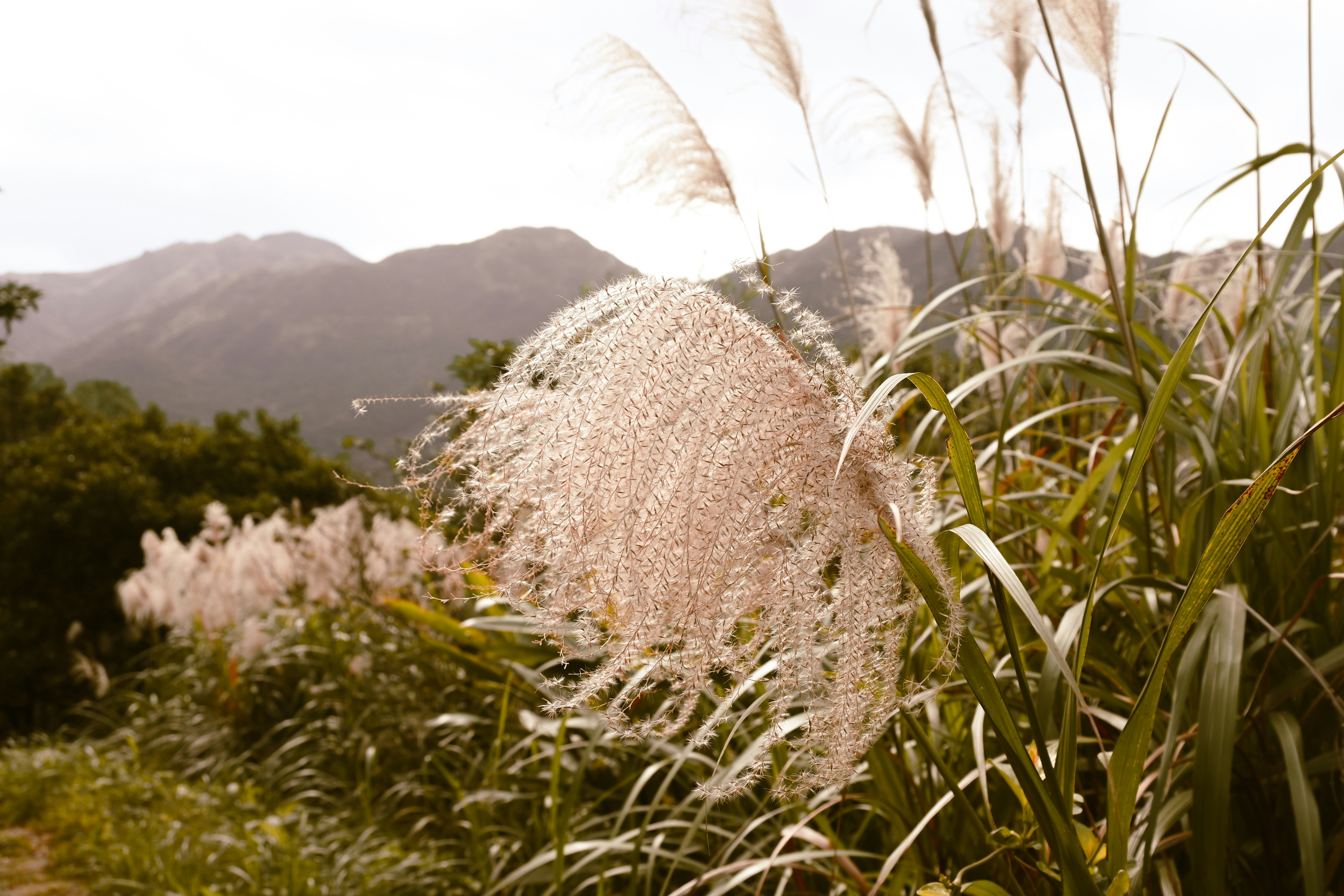 Soft Amber Grasses Against Mountain Dawn