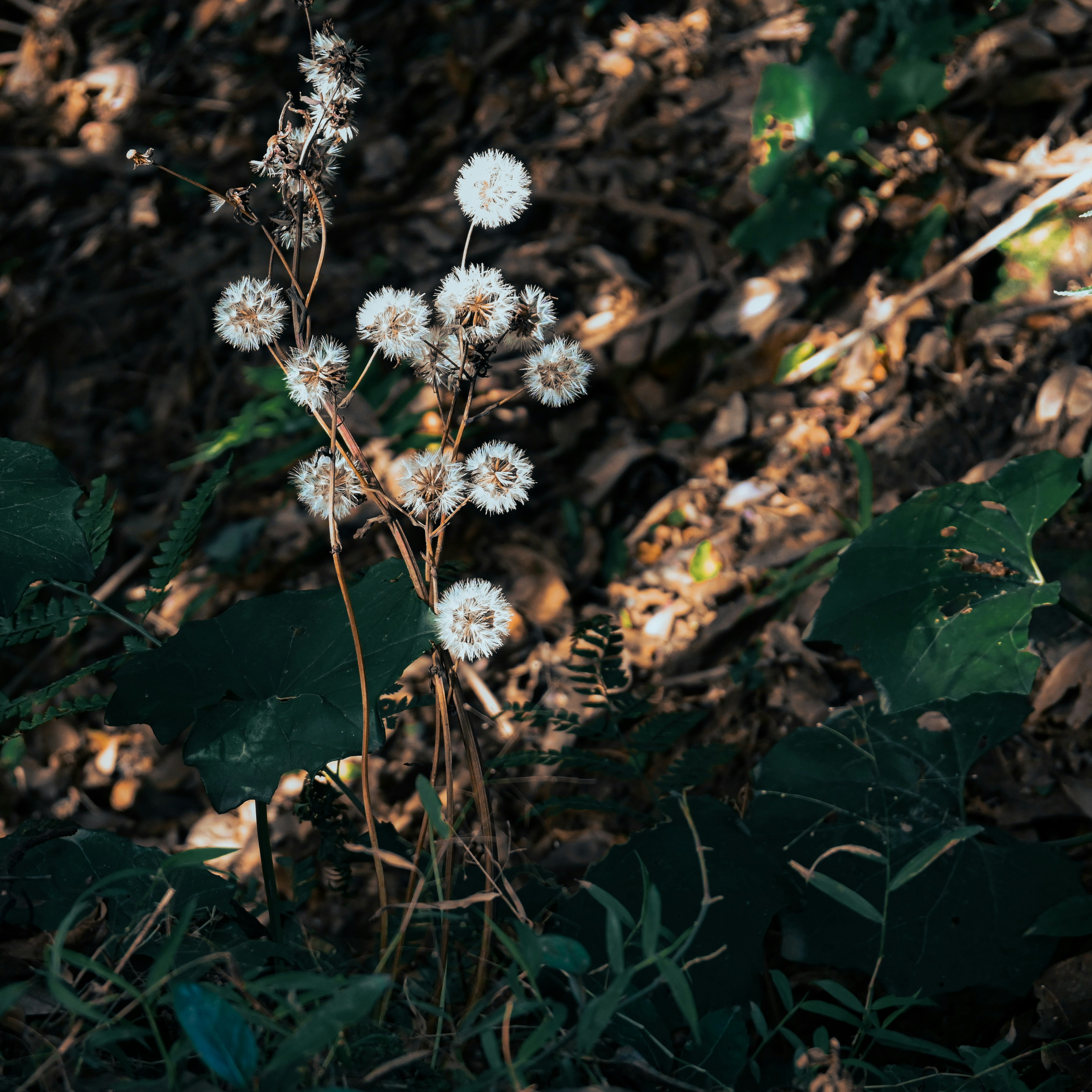 Dawnlight on the Puffball Cluster