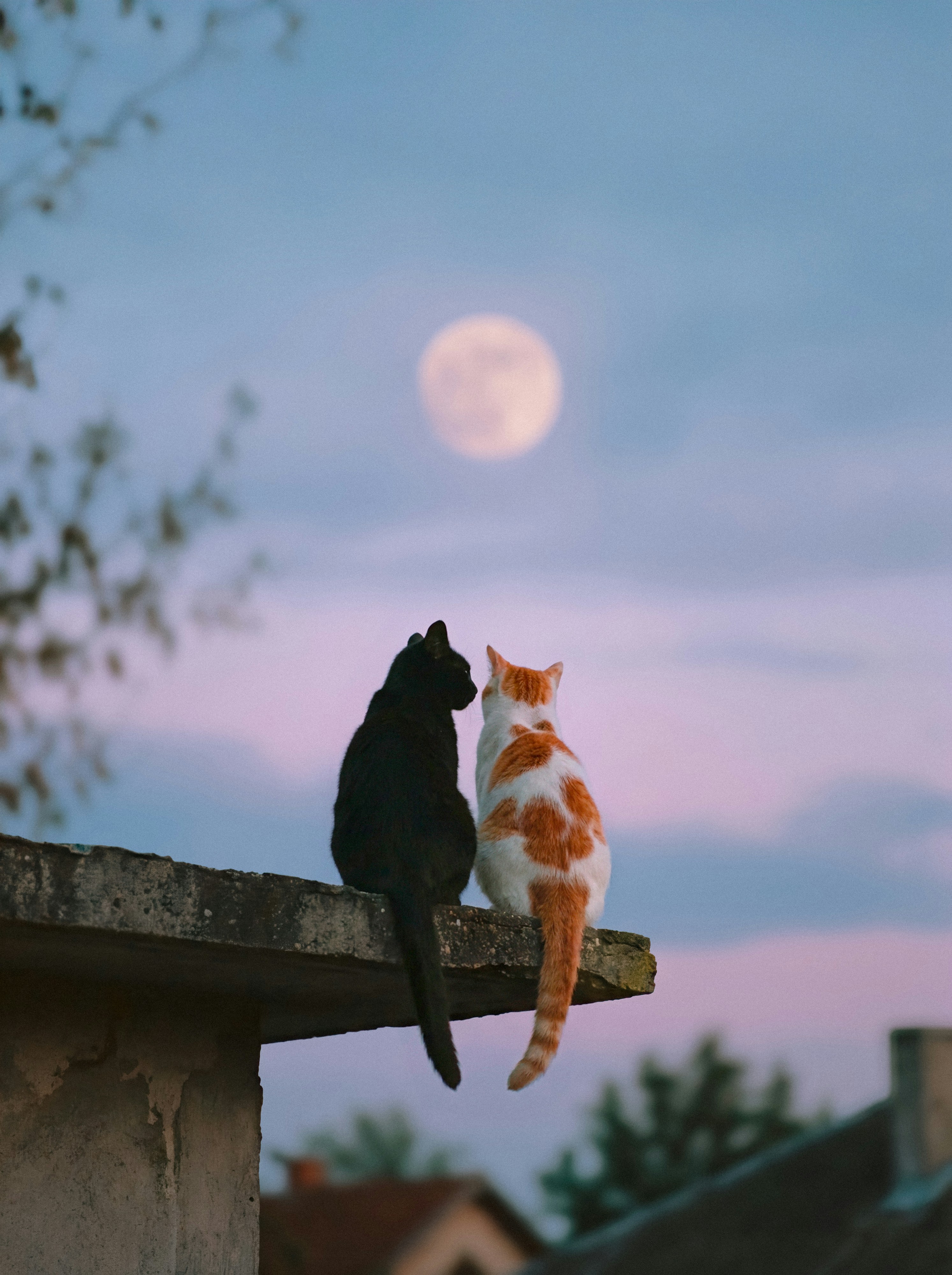 Two cats sit on a ledge under the moon. photo – Free Cat Image on Unsplash