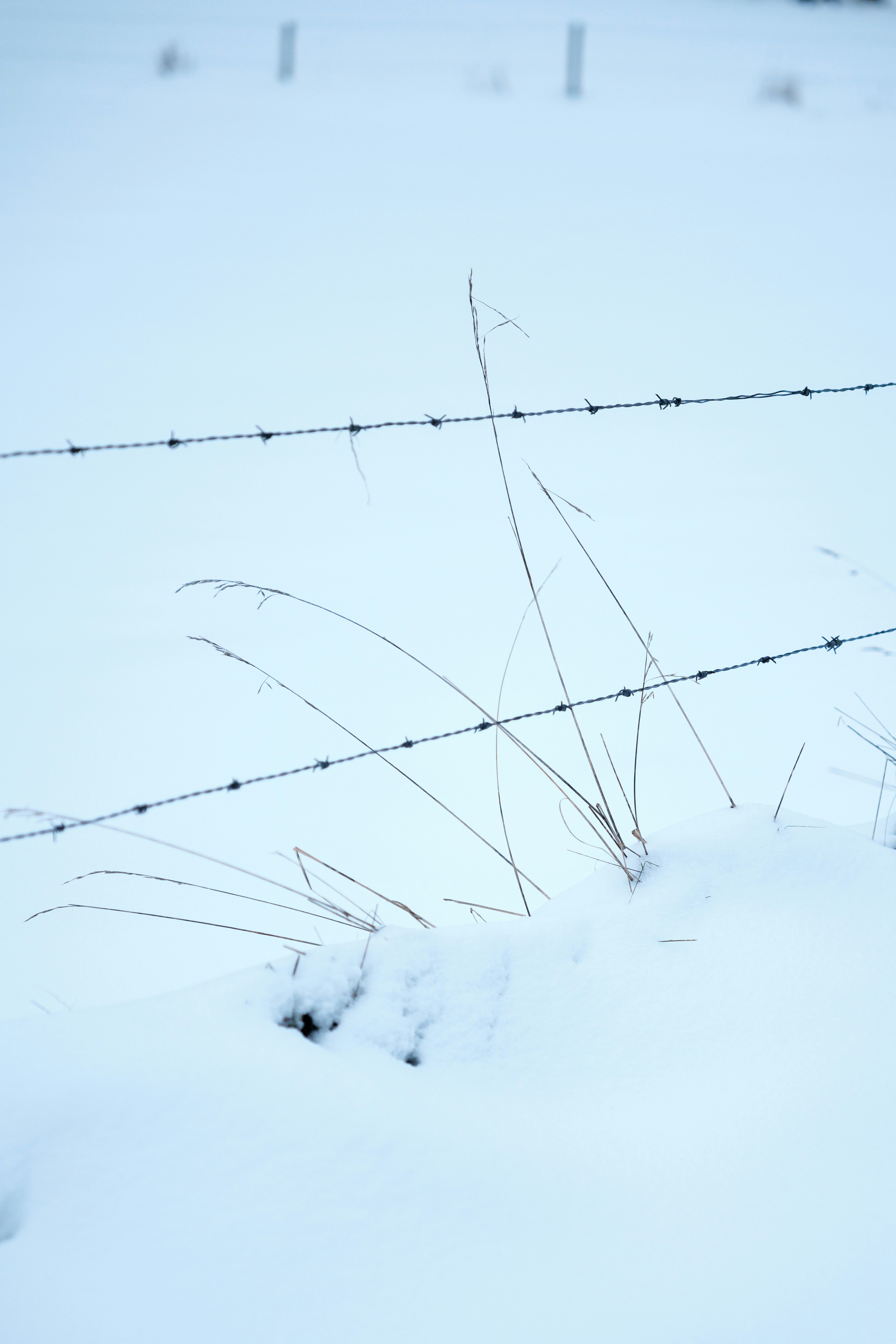 Snowbound Fence: Quiet Lines Through Winter Silence