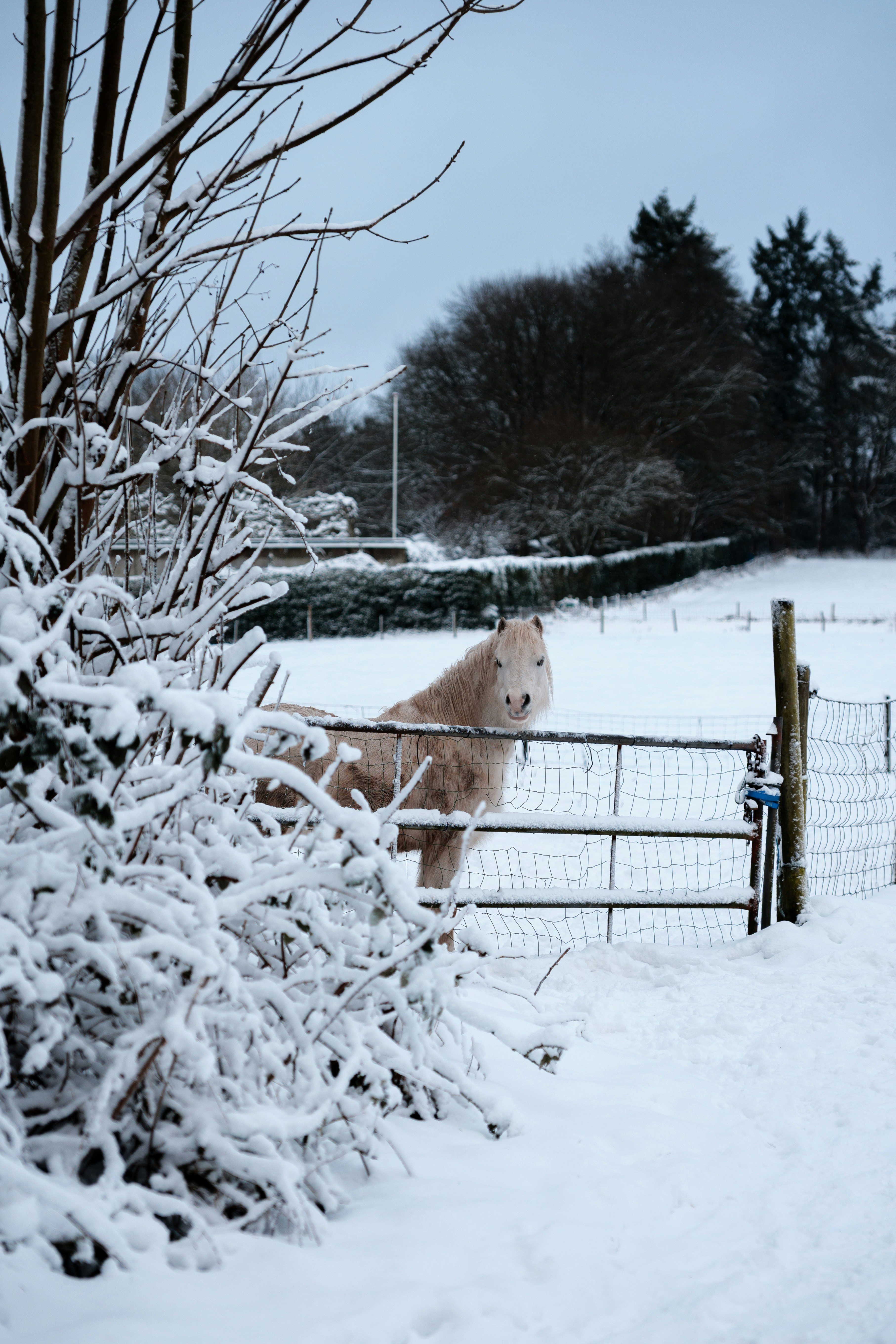 Snowbound Pasture Companion: A Horse in a Quiet Winter Field