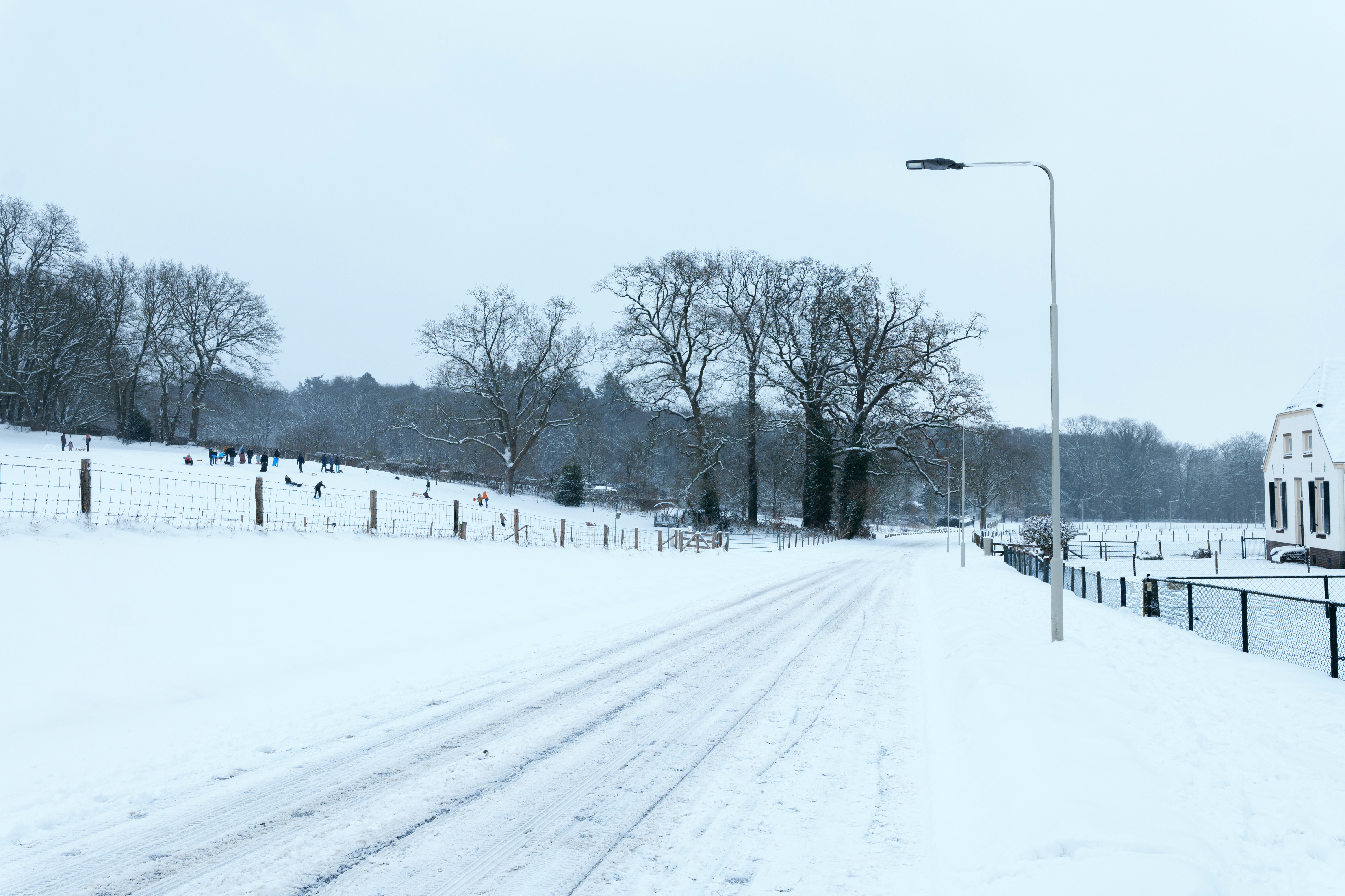 Snowbound Avenue: A Quiet Rural Road Bordered by Bare Trees