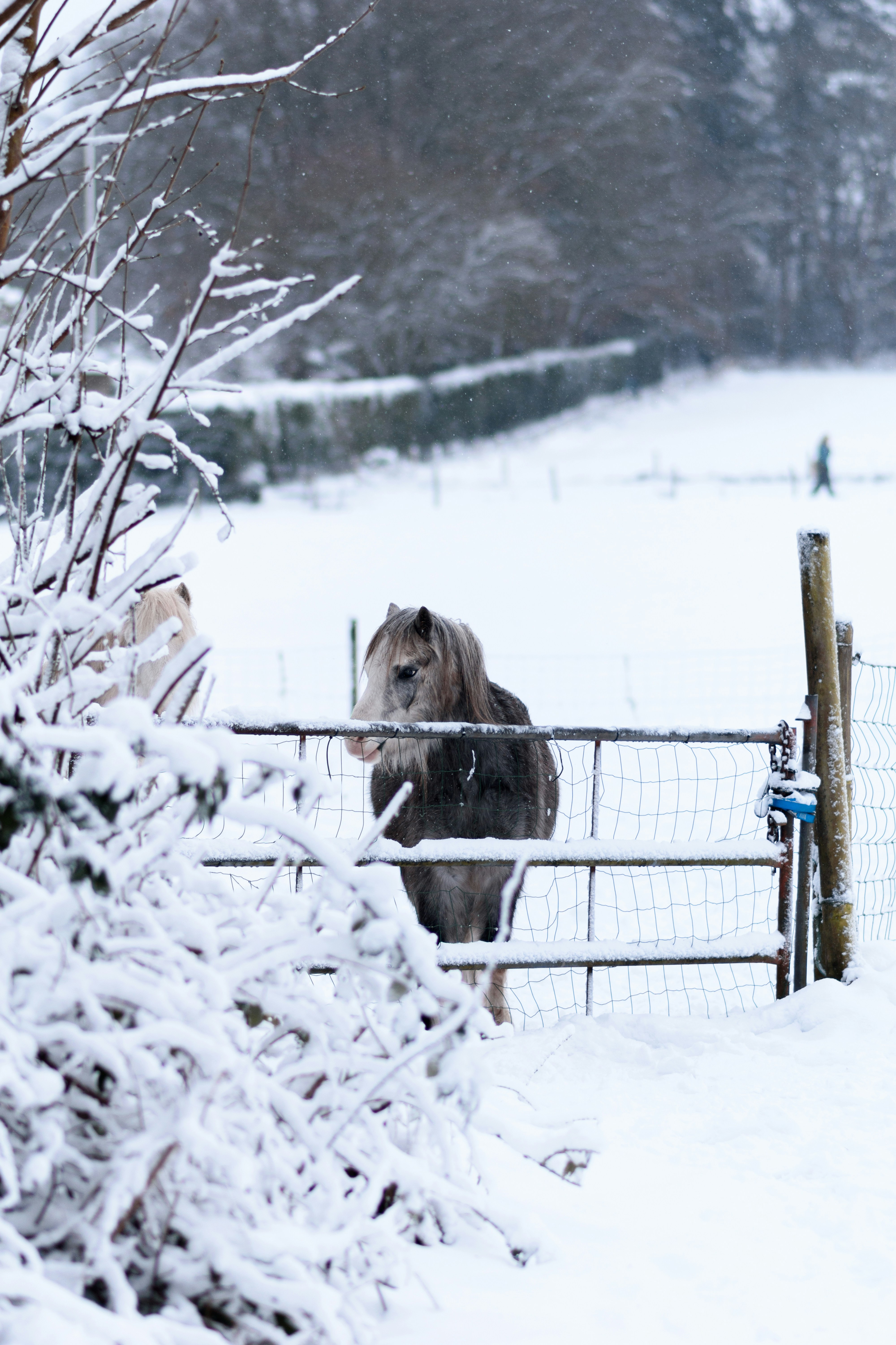 Winter Gatekeeper: Pony at the Snow-Fenced Field