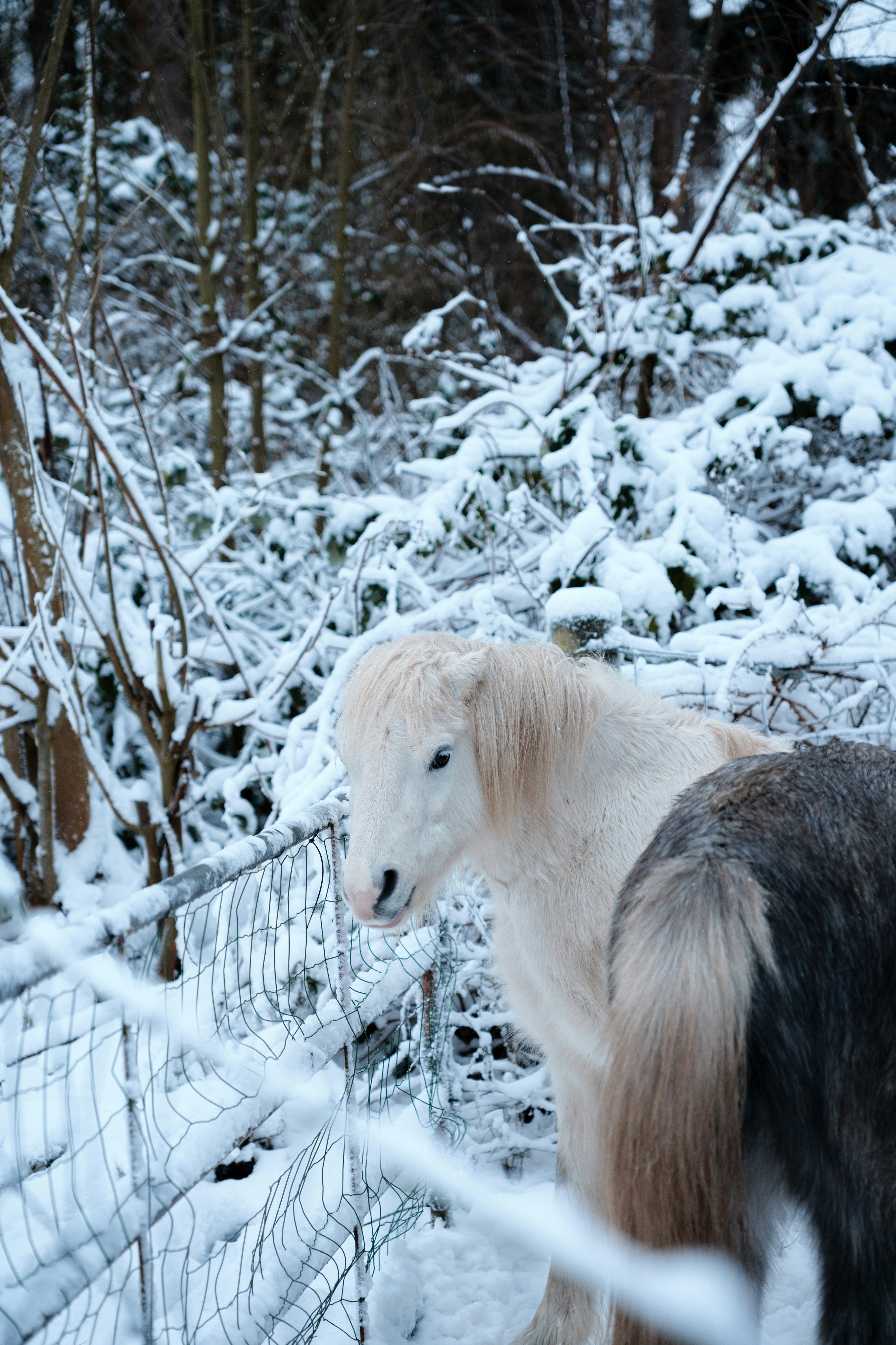 Snowbound Pasture: A Cream Horse at the Fence in Winter Light
