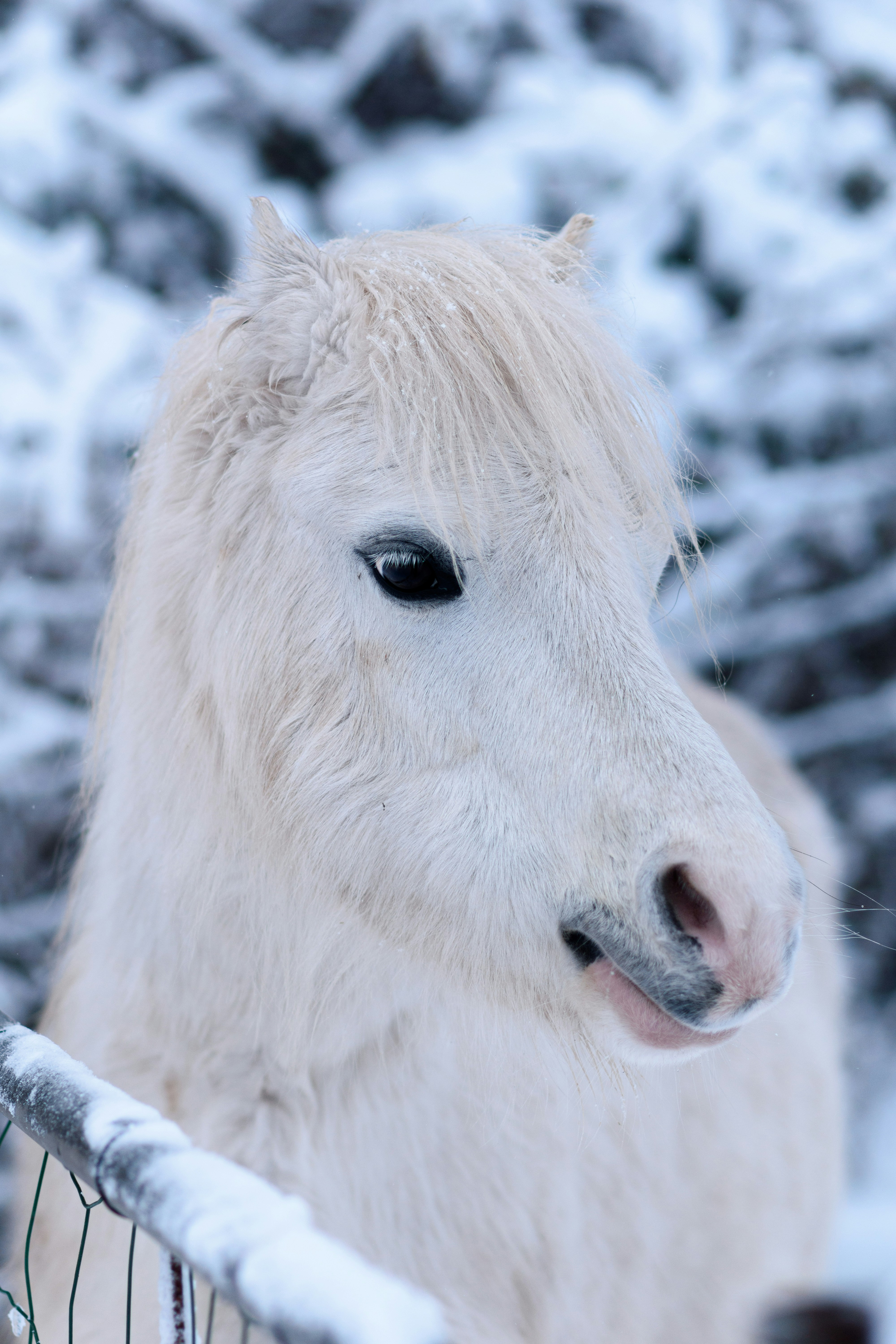 Close-up of a pale horse against a snowy backdrop