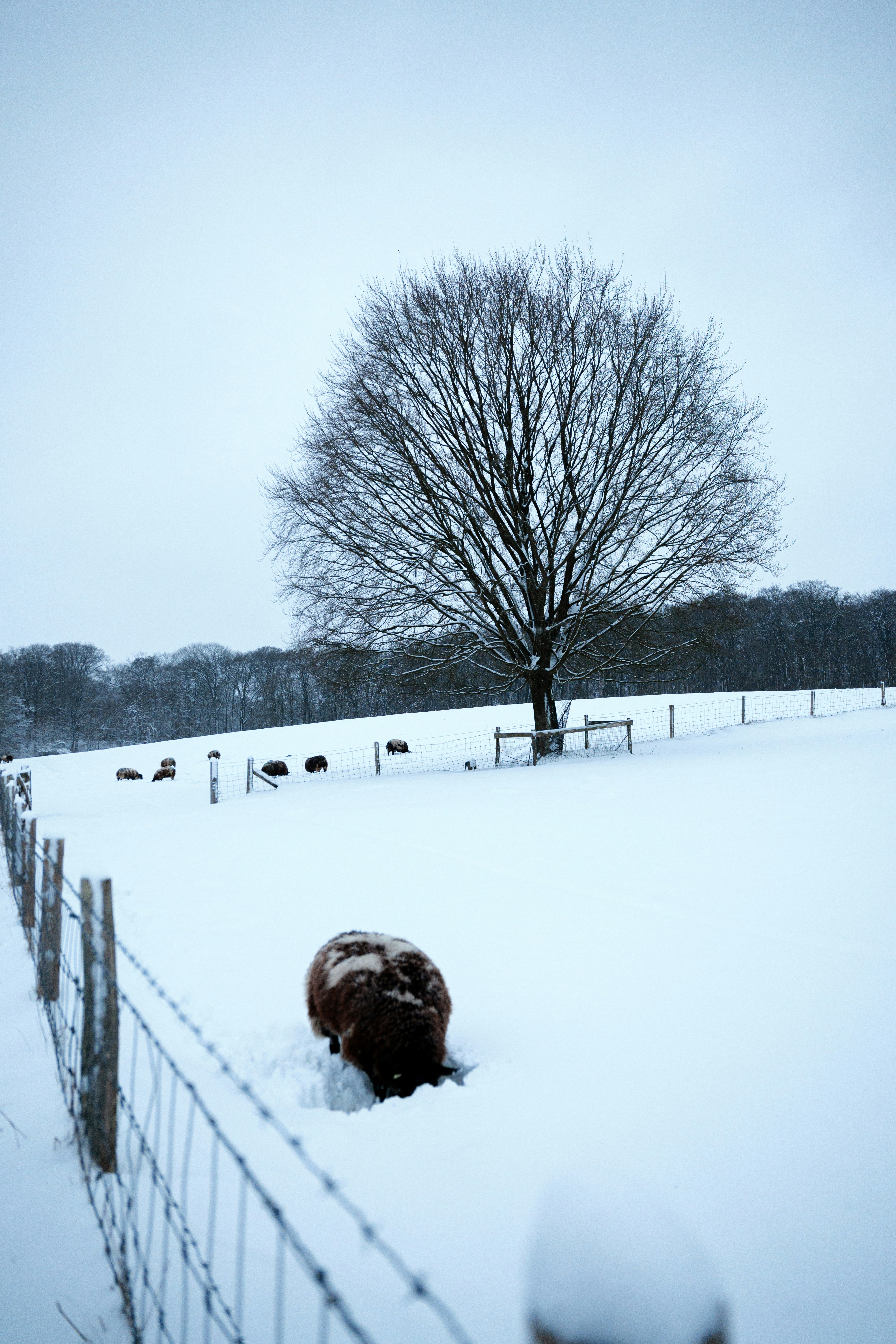 Winter Sentinel: A Lone Tree Overwatchs a Snowbound Meadow