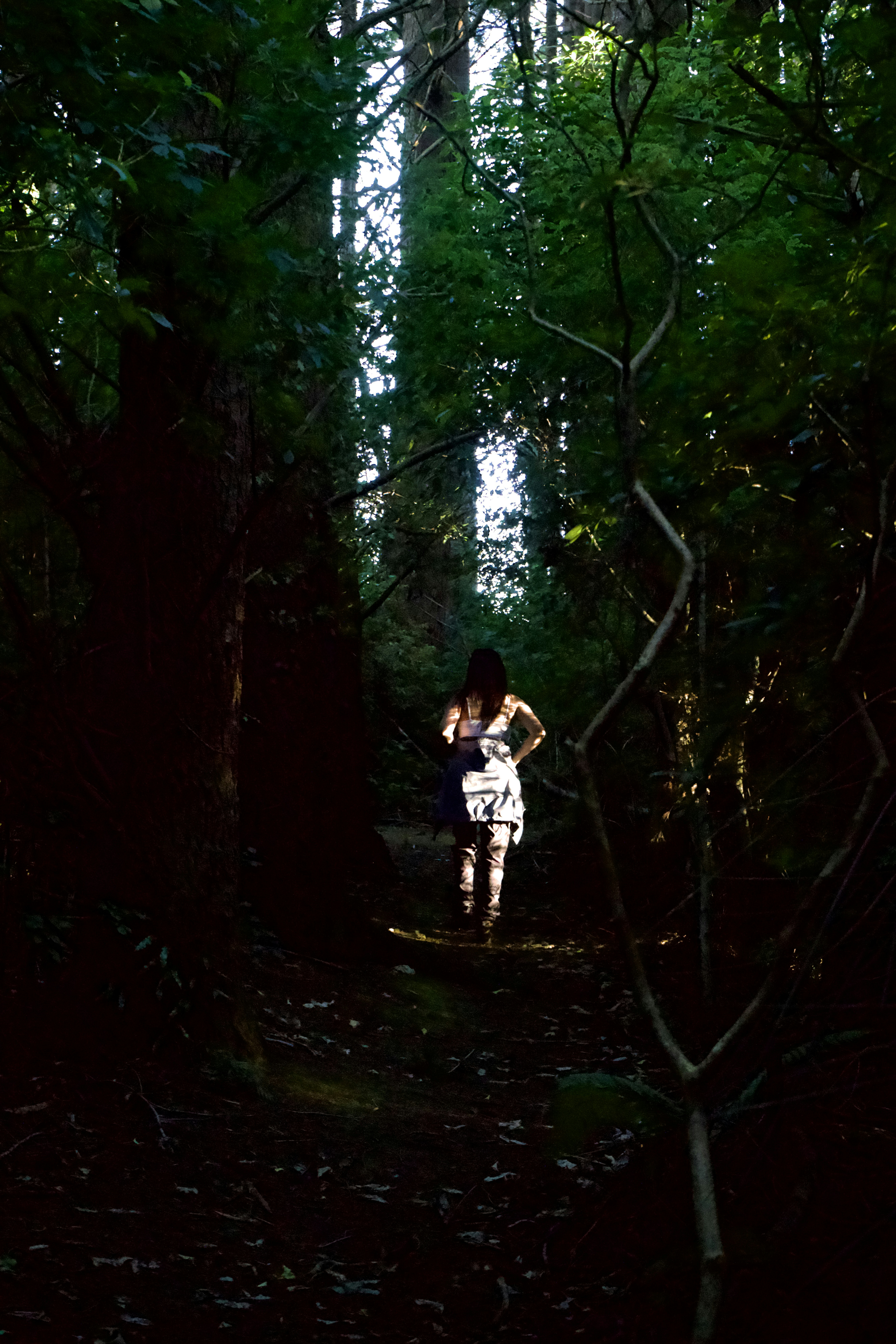 Forest Figure: A lone traveler steps into the sunlit path