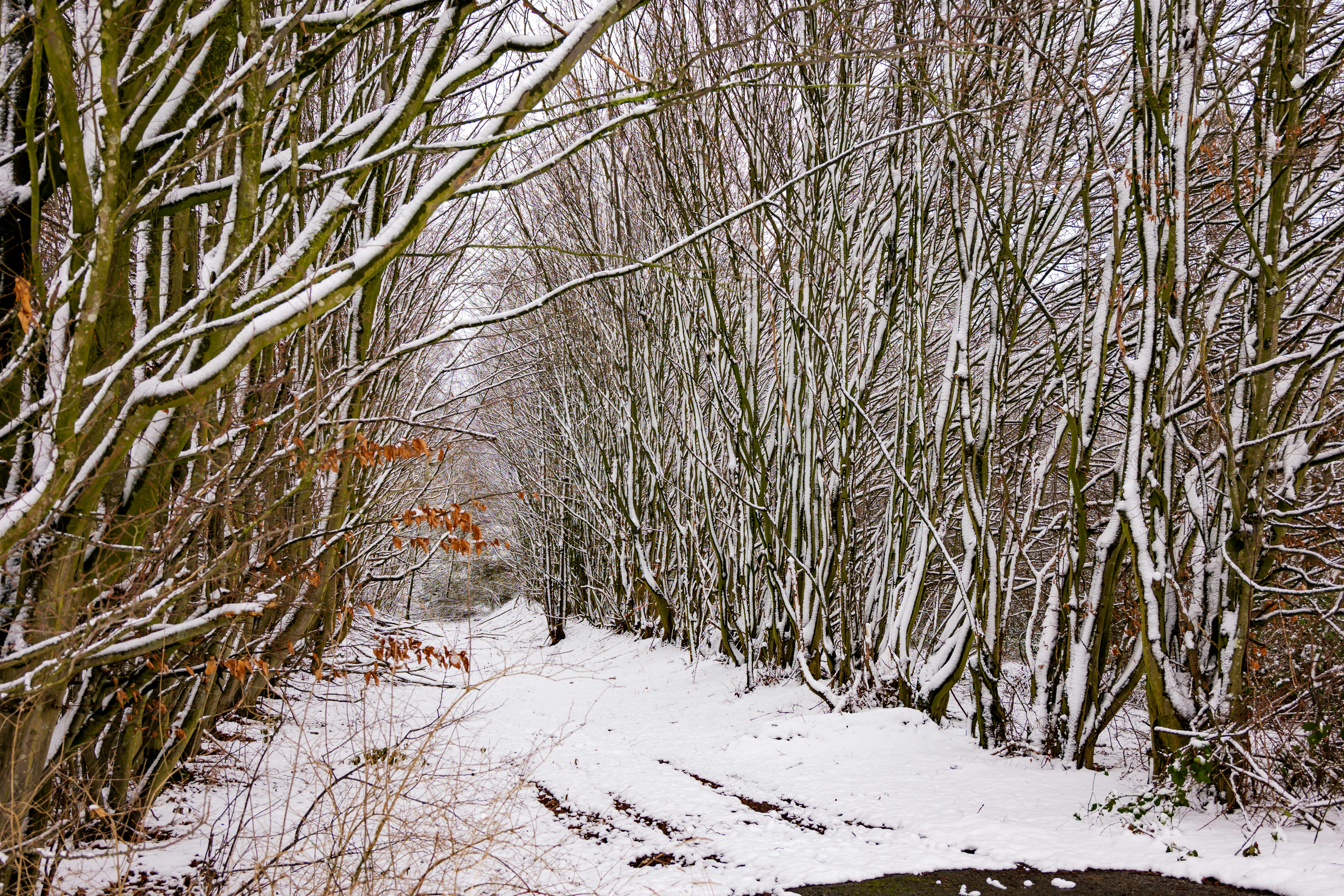 Snowbound Alley of Silenced Branches