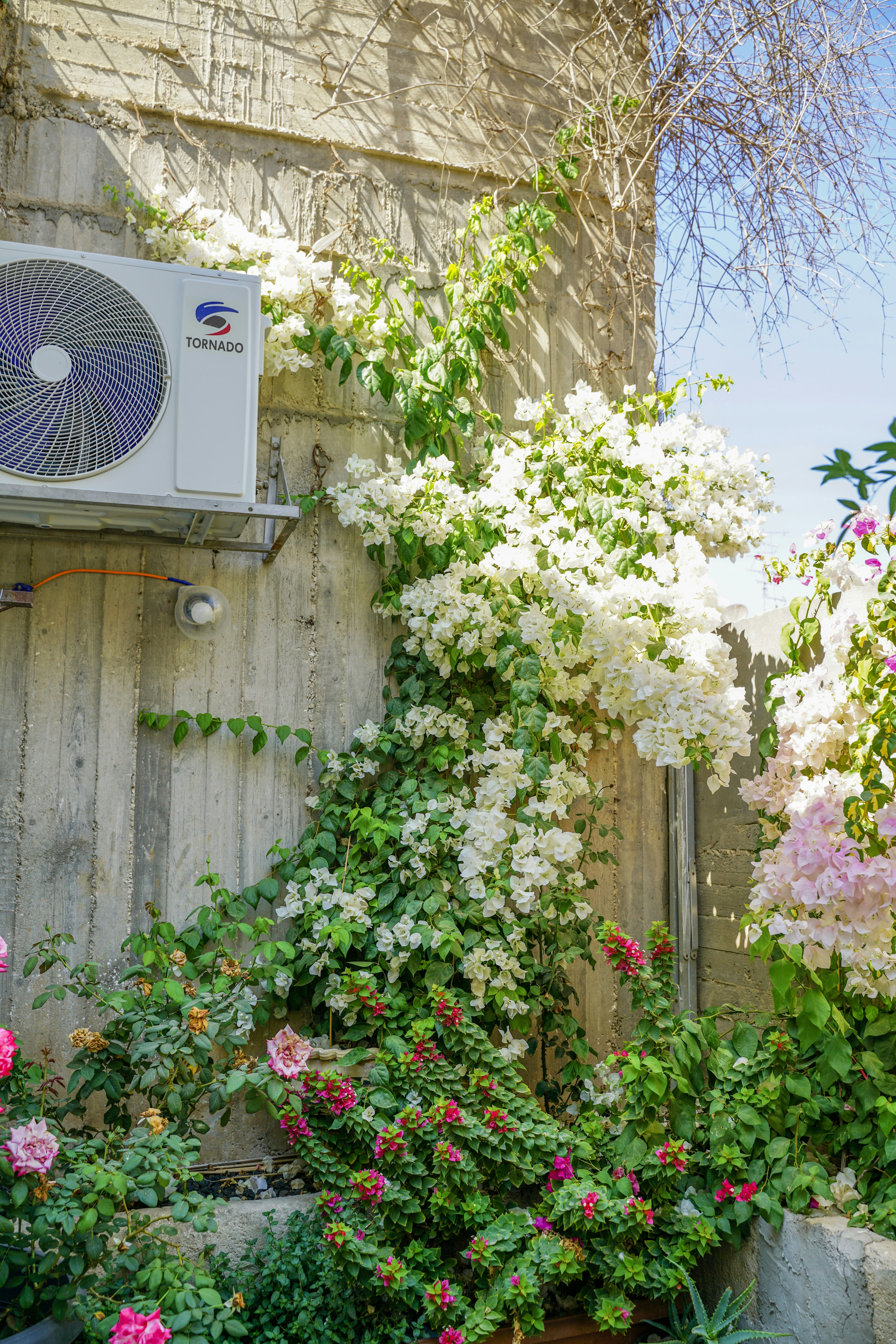 Bougainvillea Cascade Above a Concrete Wall with Outdoor Unit