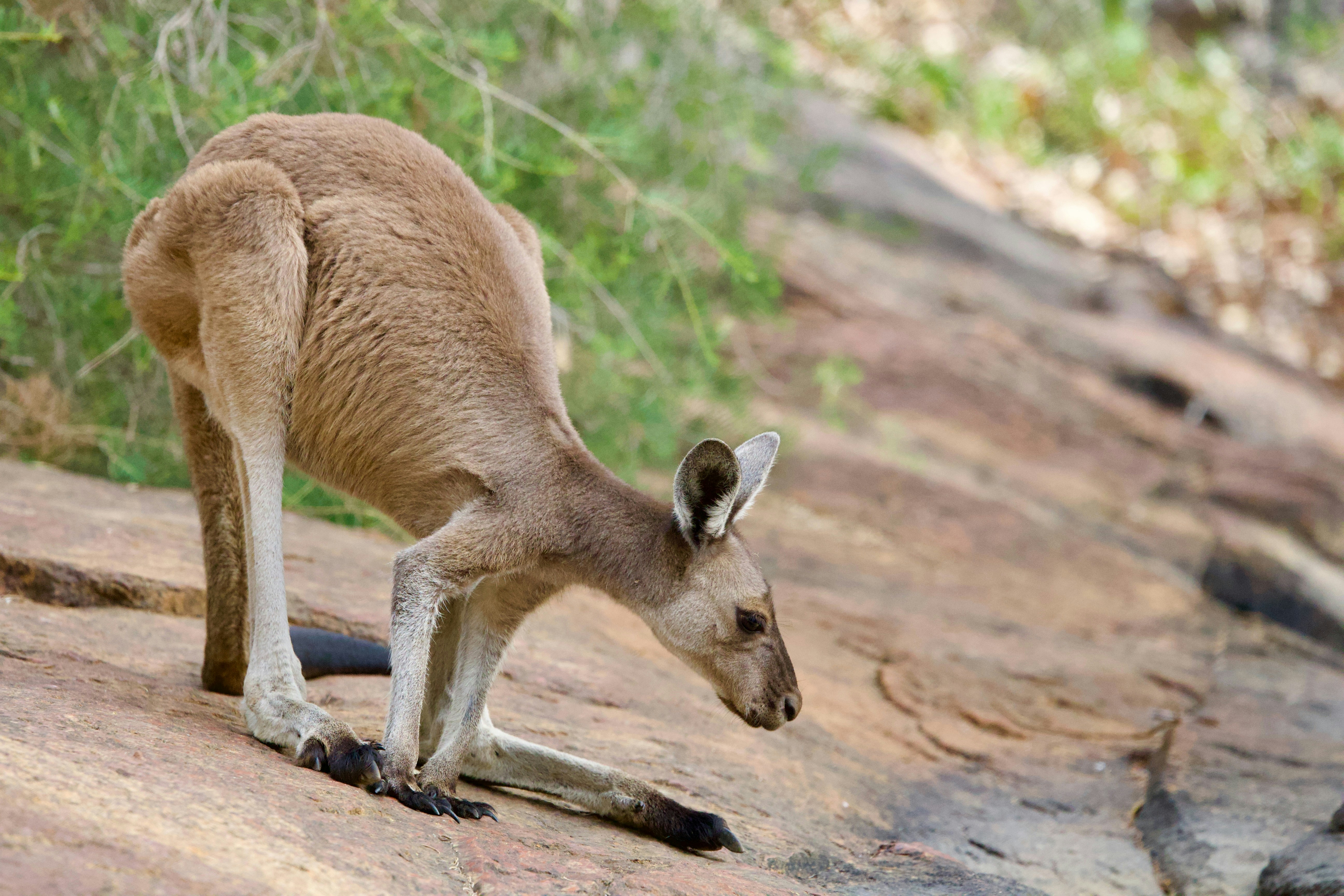 Curious Roo on a Sunlit Slab