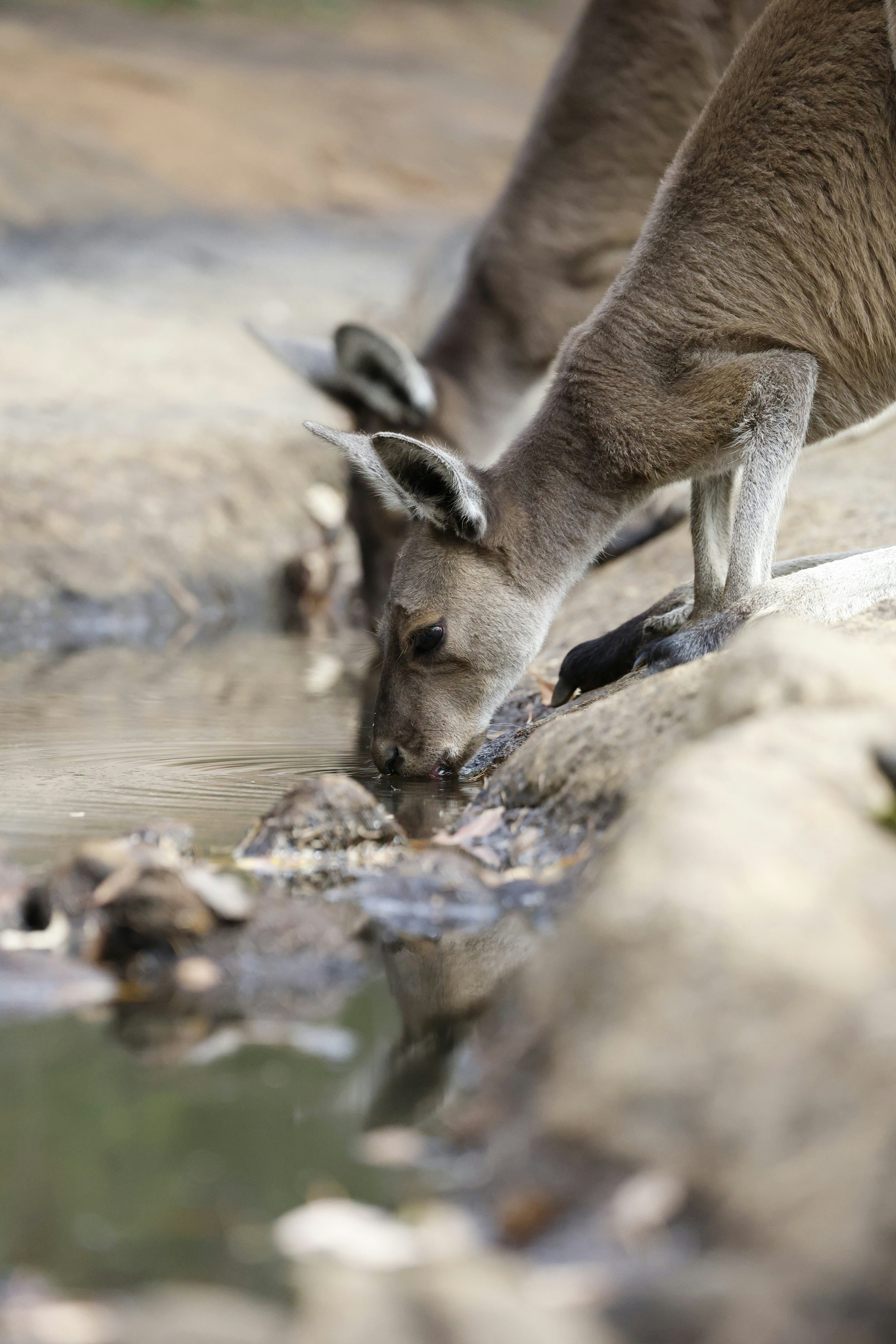 Grazing Kangaroo Peering Toward the Water's Edge