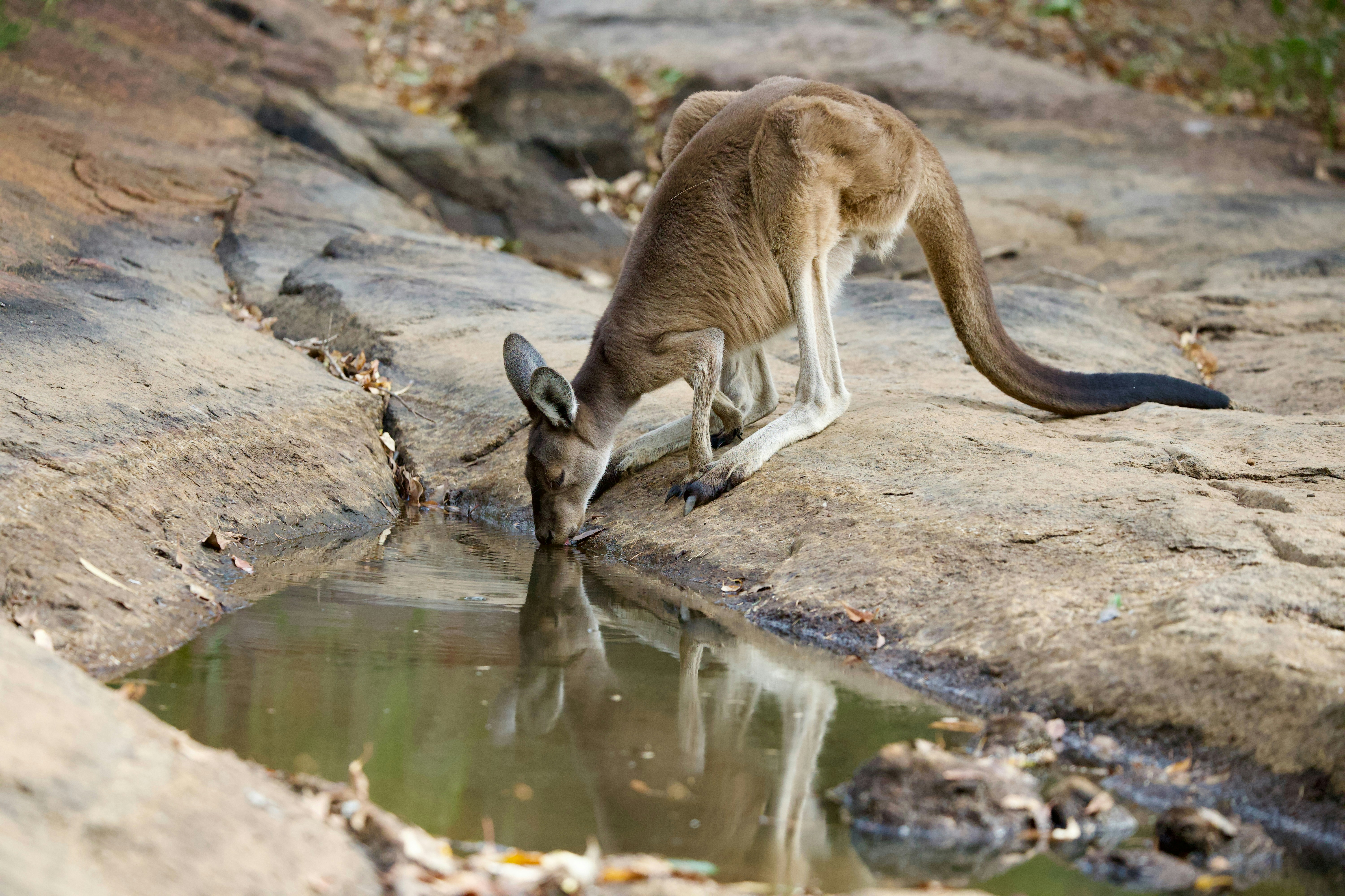 Desert Rooftop Refuge: Kangaroo at the Water's Edge