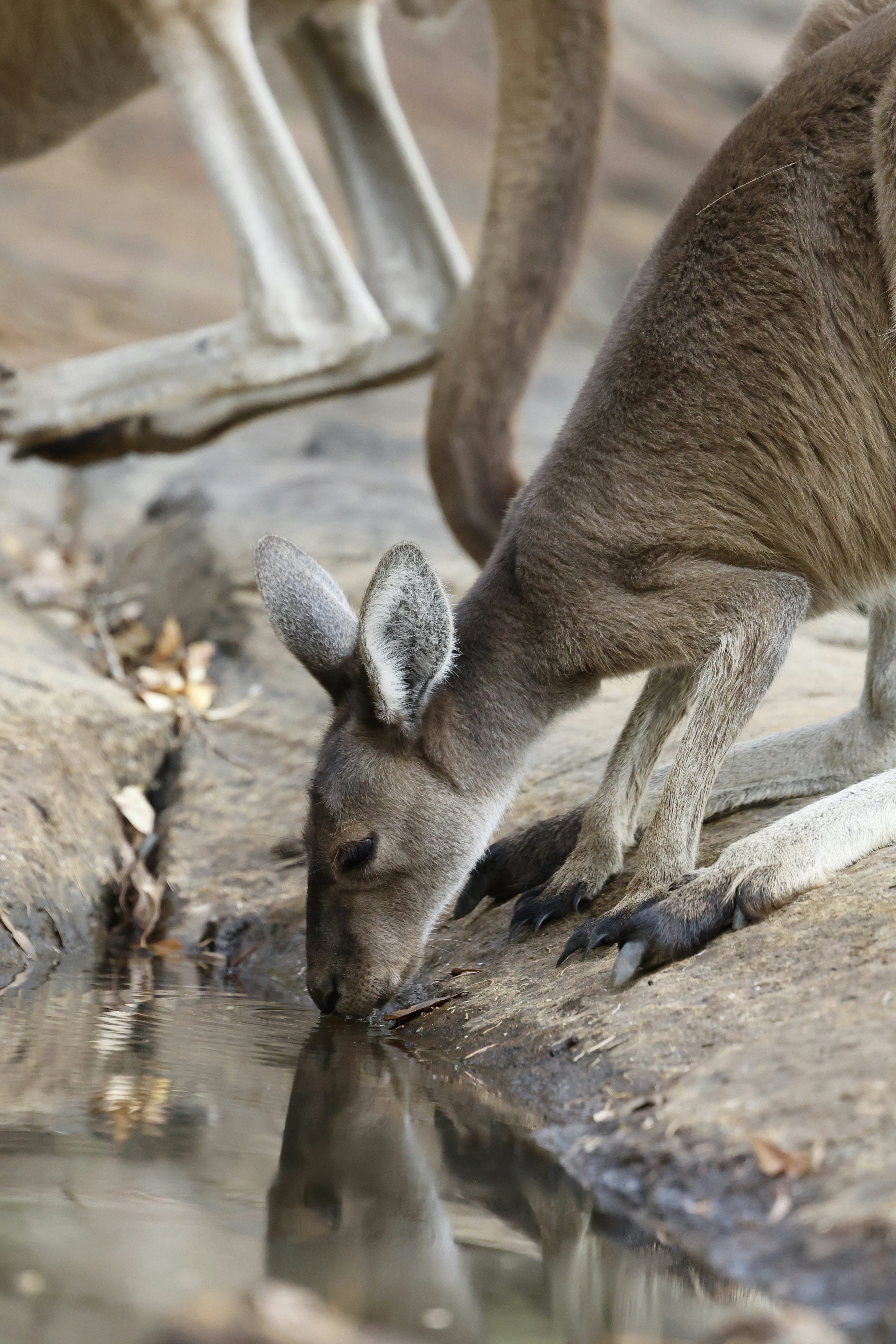 Hushed Drinking Moment: Kangaroo at the Water’s Edge