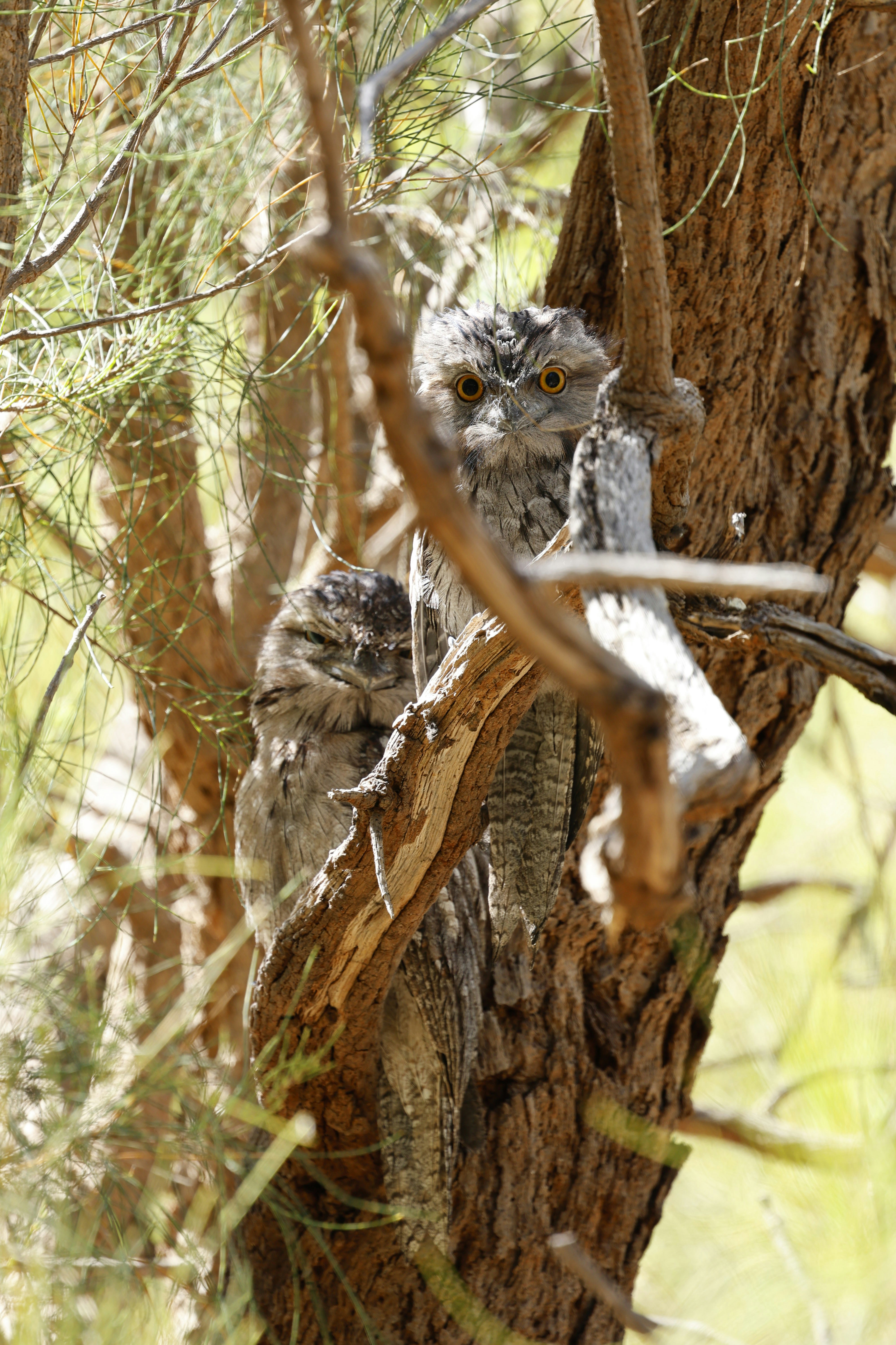 Two-owl Stare Through Sunlit Pines