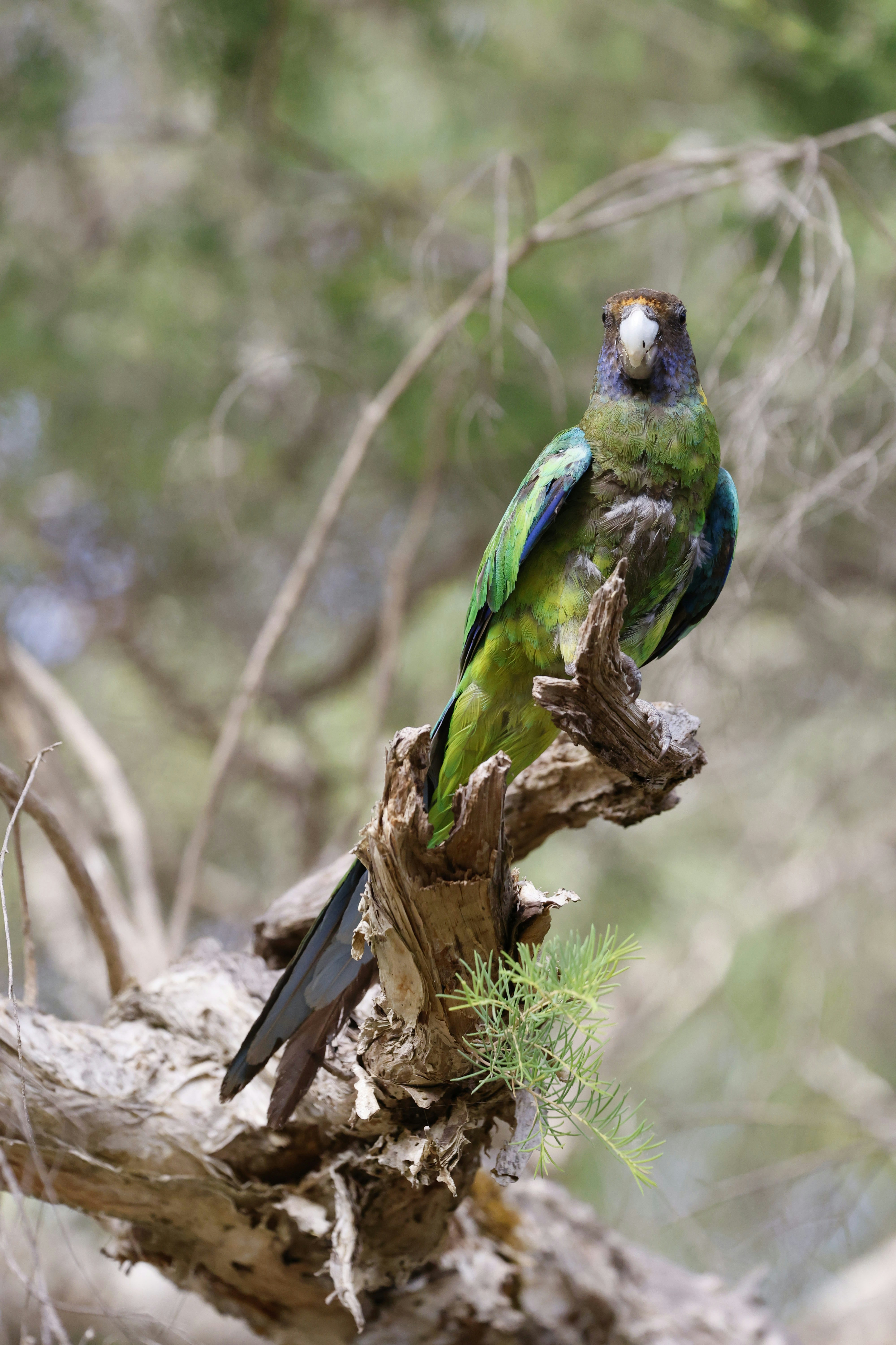 Emerald Crown on a weathered Branch