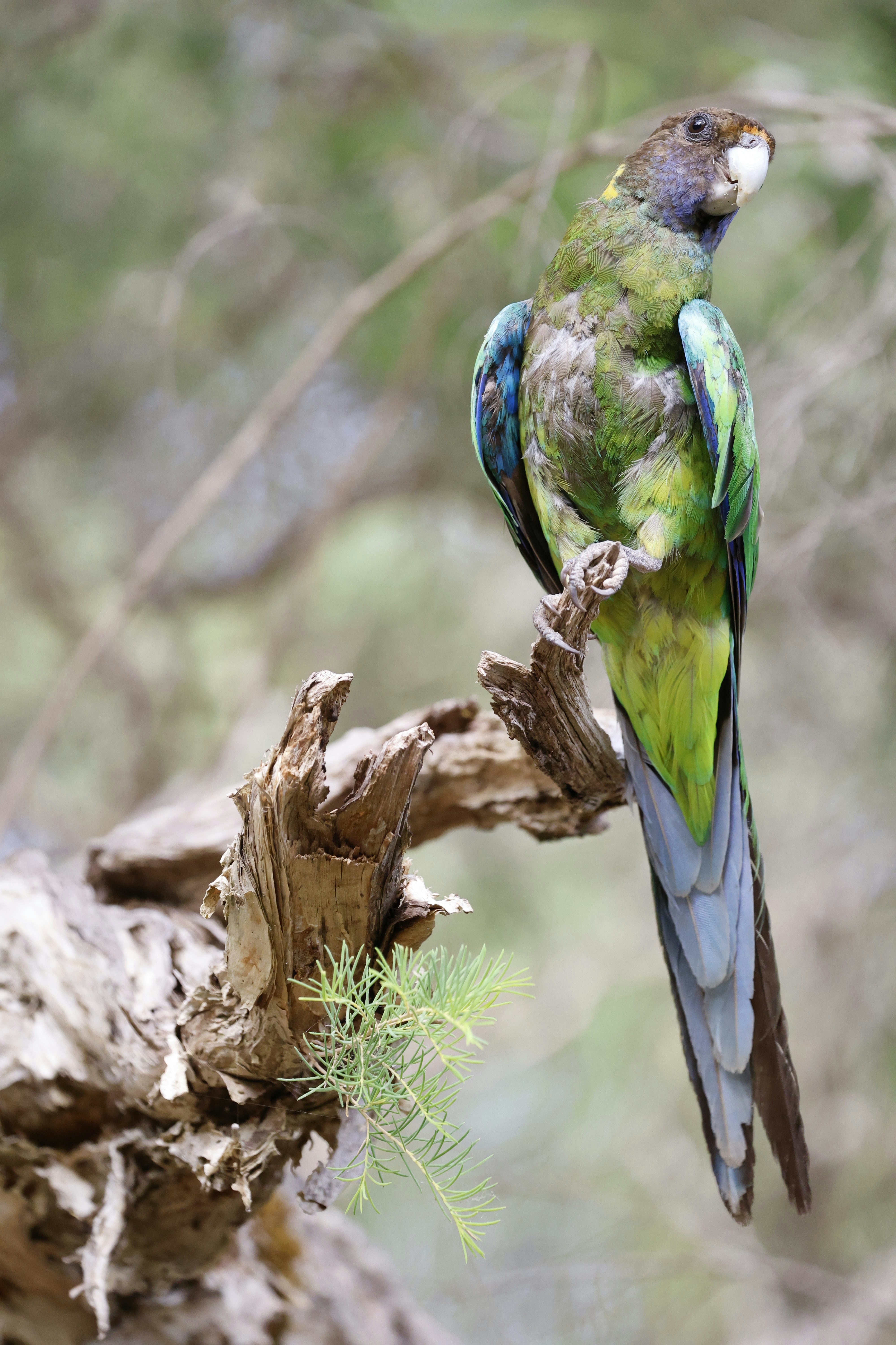 Perched King: A Green-Blue Parrot perches on weathered branch with sunlit plumage