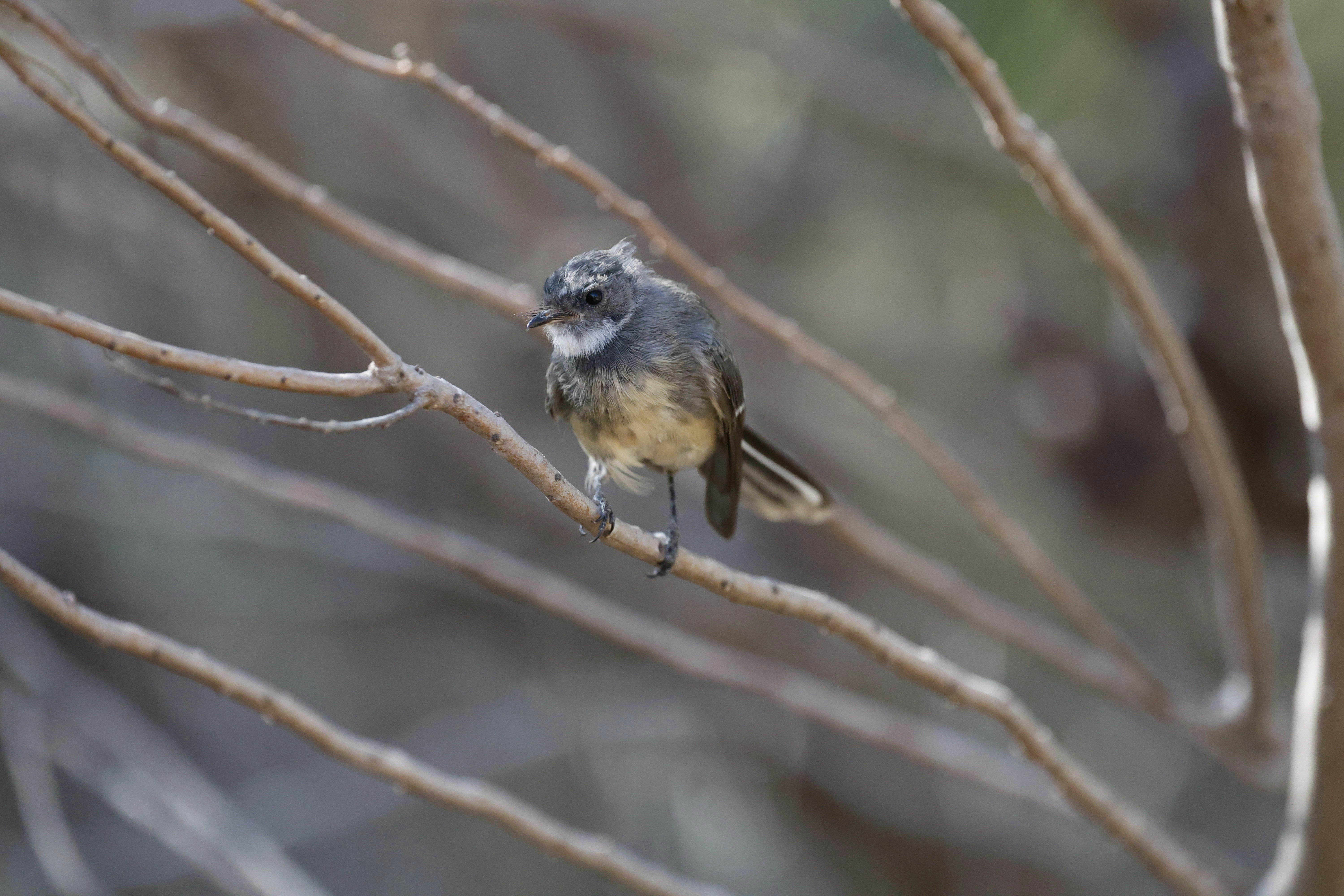 Perched in Silence: A Tiny Bird in a Web of Branches