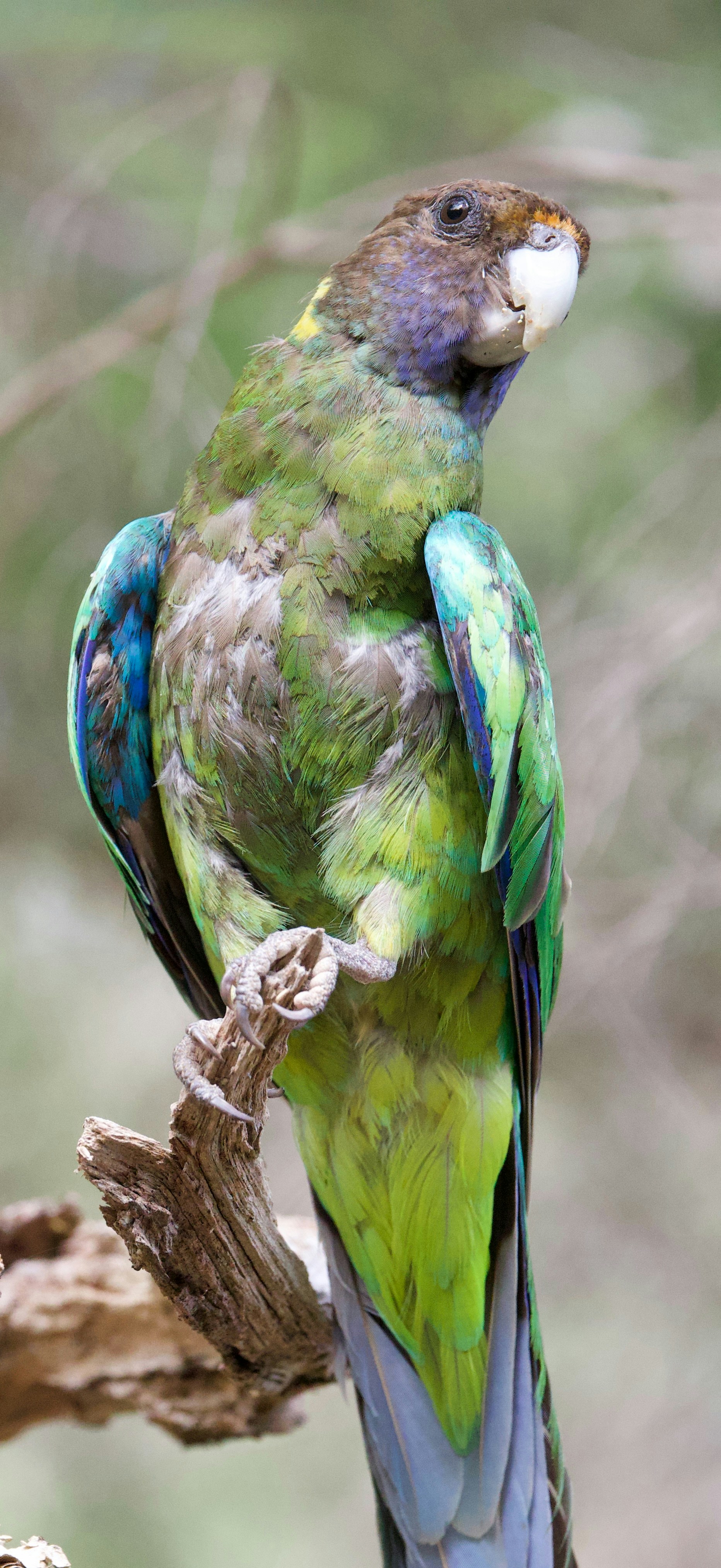 Vibrant Green Parrot perches with curious gaze