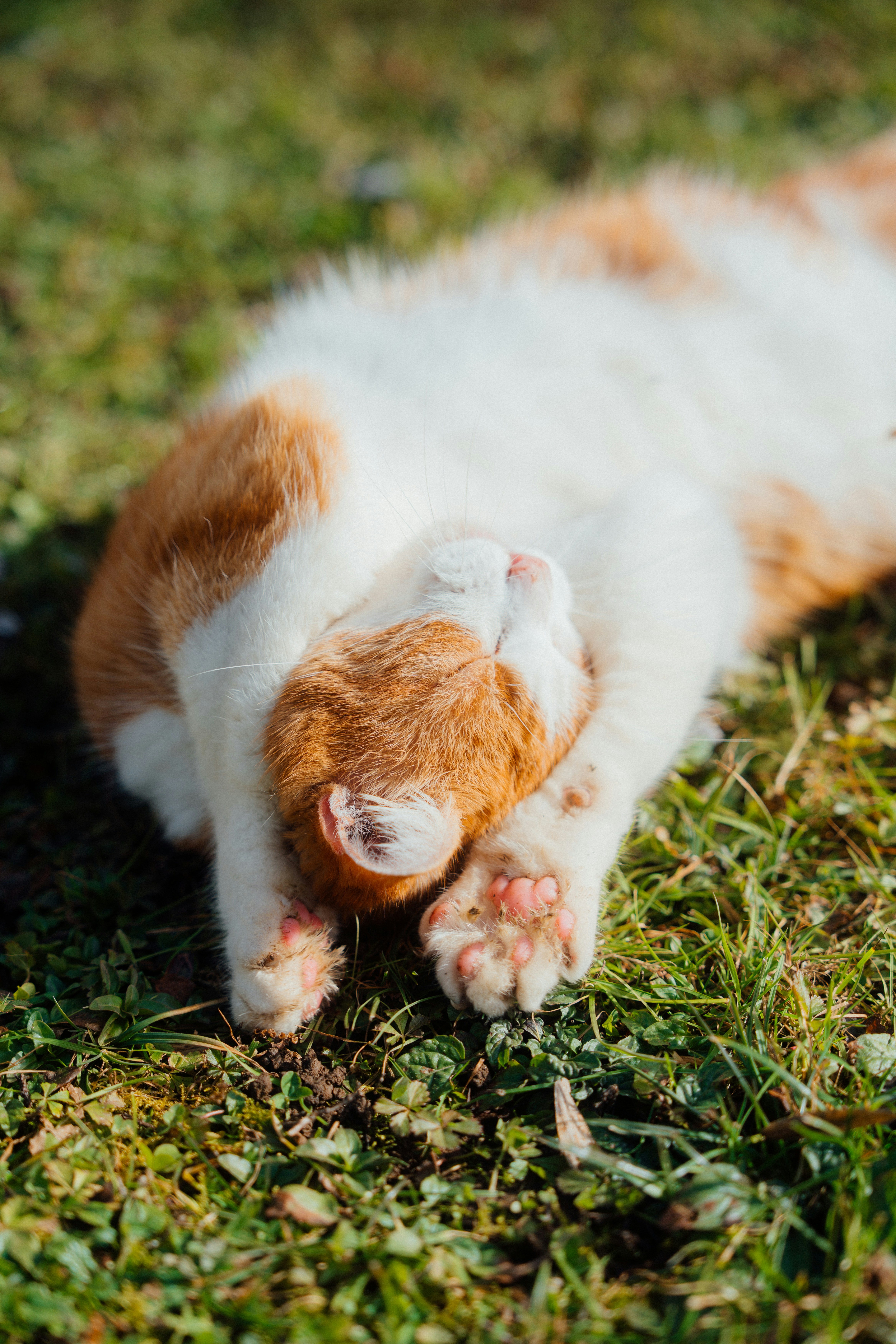 A fluffy cat sleeps on the green grass.