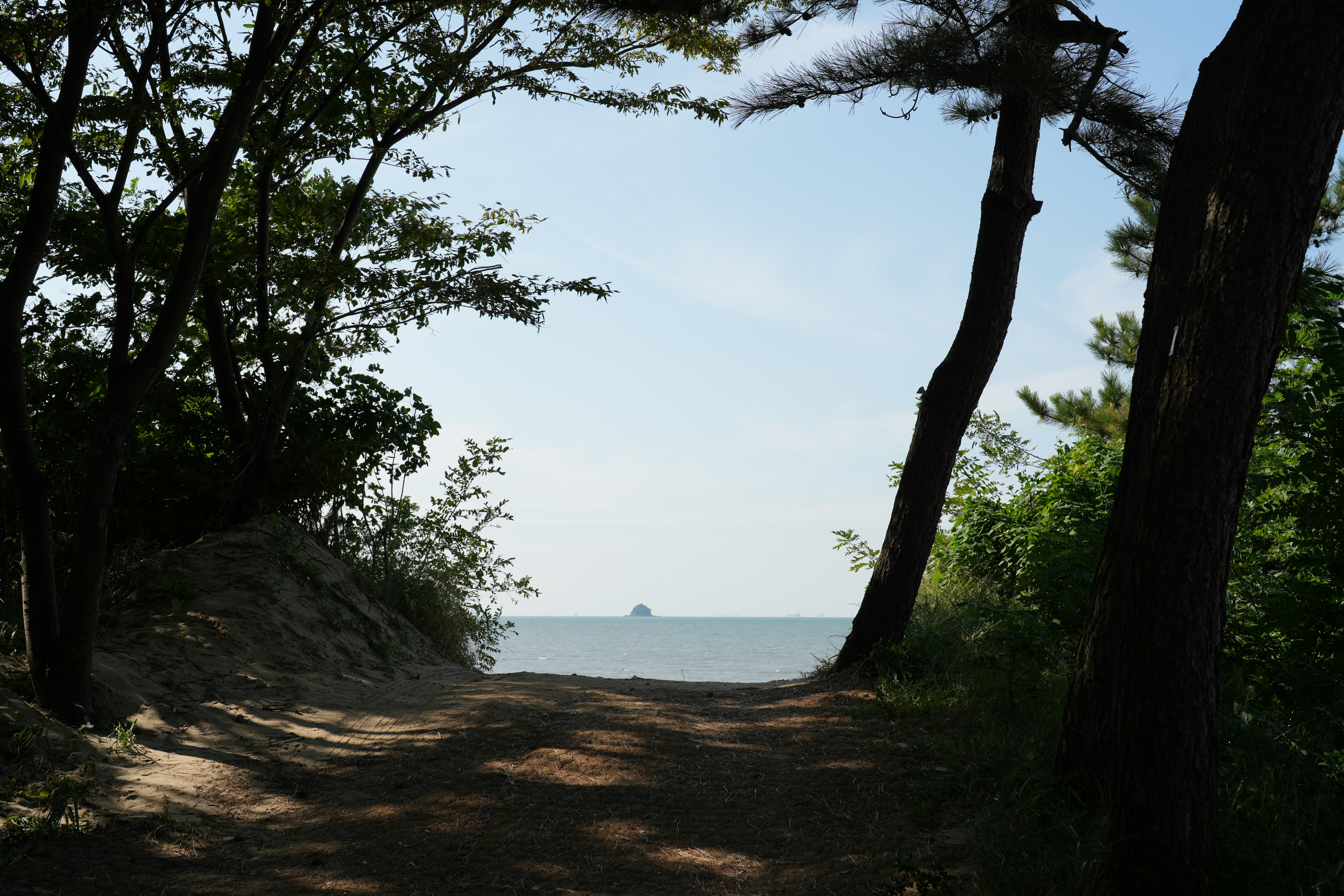 Path to the Sea: Dappled Shoreline Framed by Silent Pines