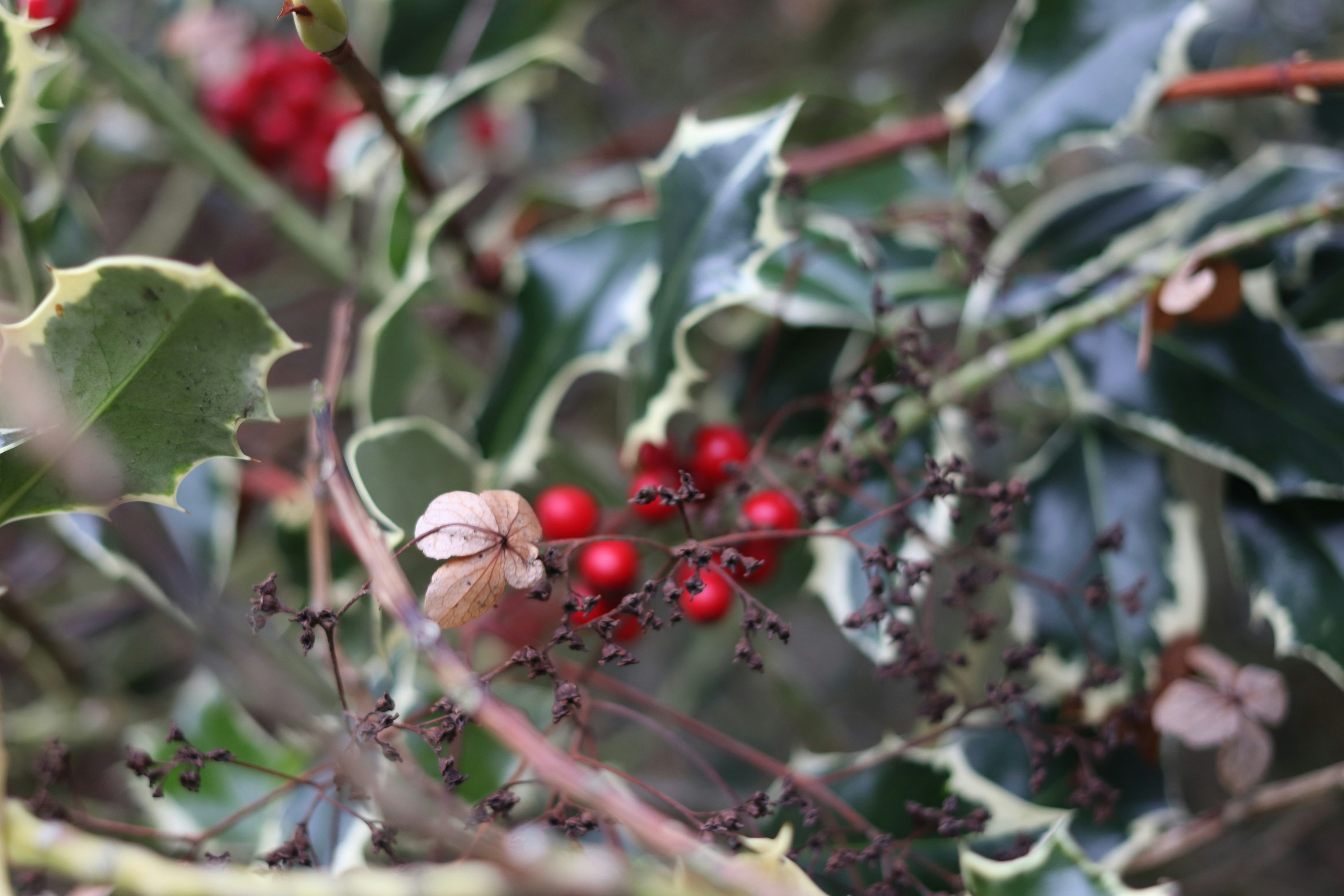 Red Berries Among Spiky Leaves: A Winter Holly Close-Up
