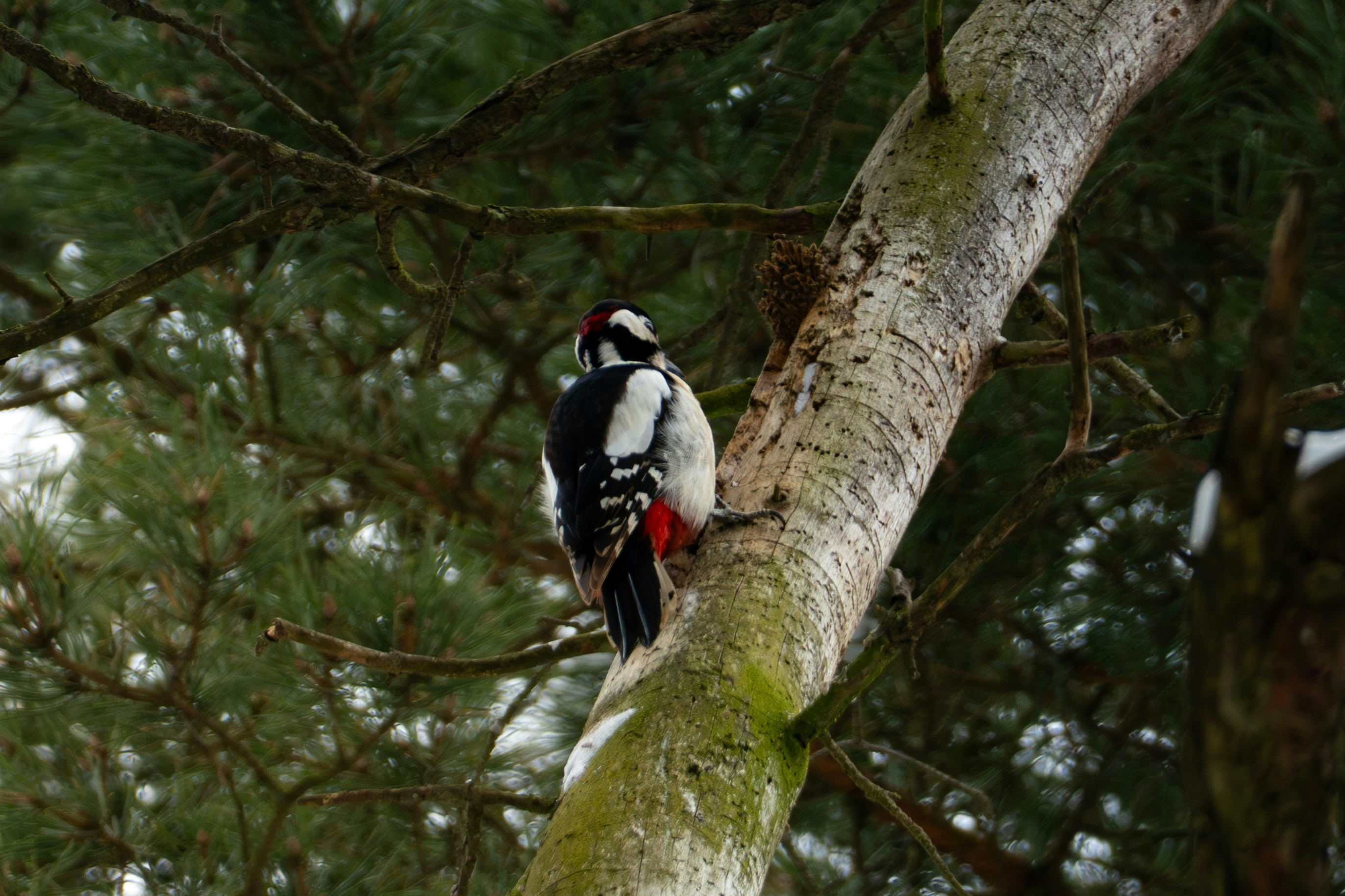 Red-crowned Woodpecker On a Mossy Cedar Trunk