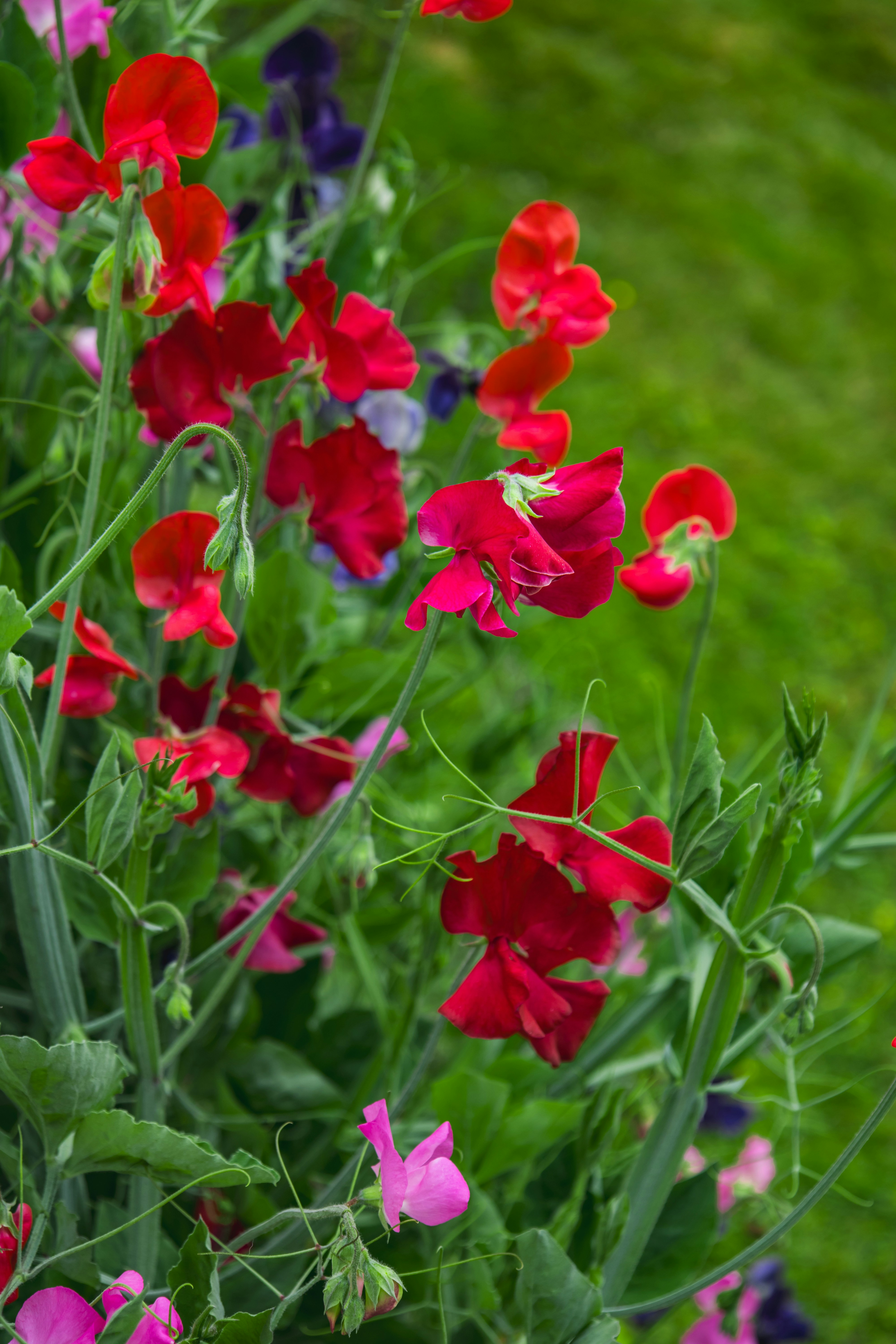 Crimson Blooms in a Verdant Tangle