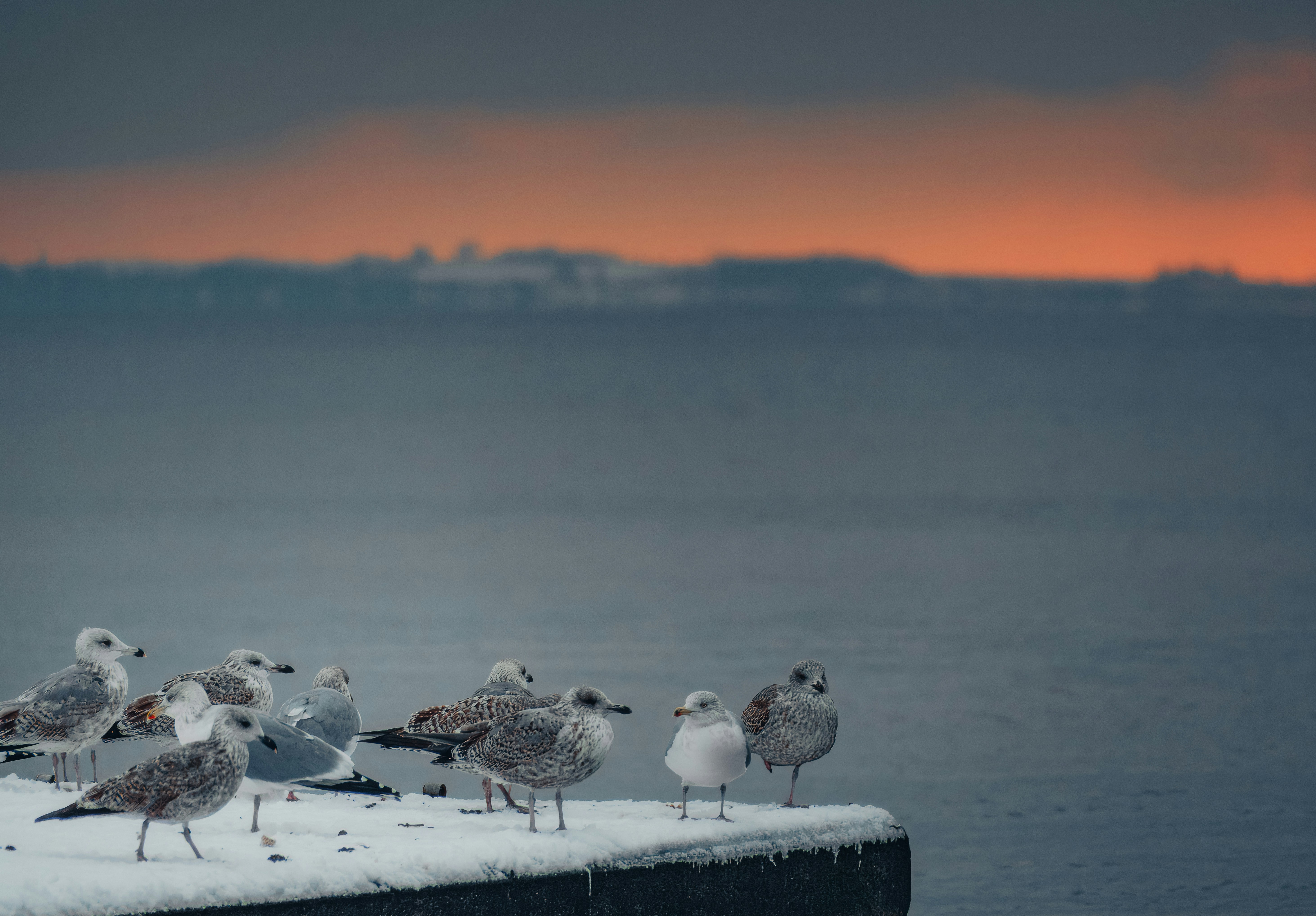 Snowbound Shoreline Chorus