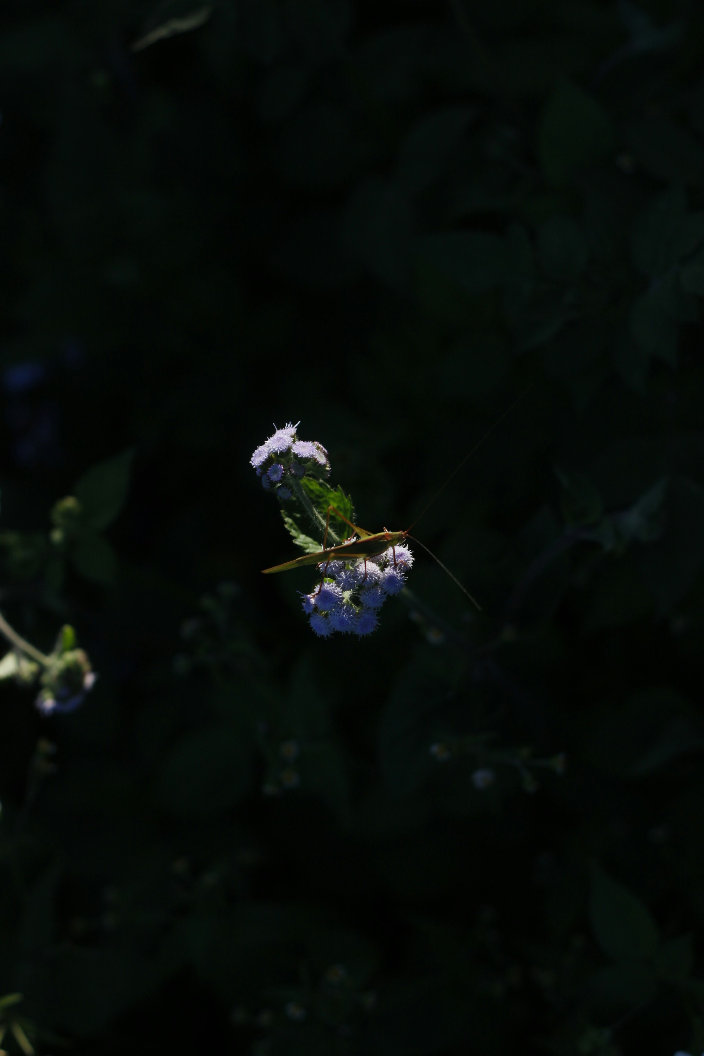 Midnight Hover: A Sunlit Blooms-Bee Moment