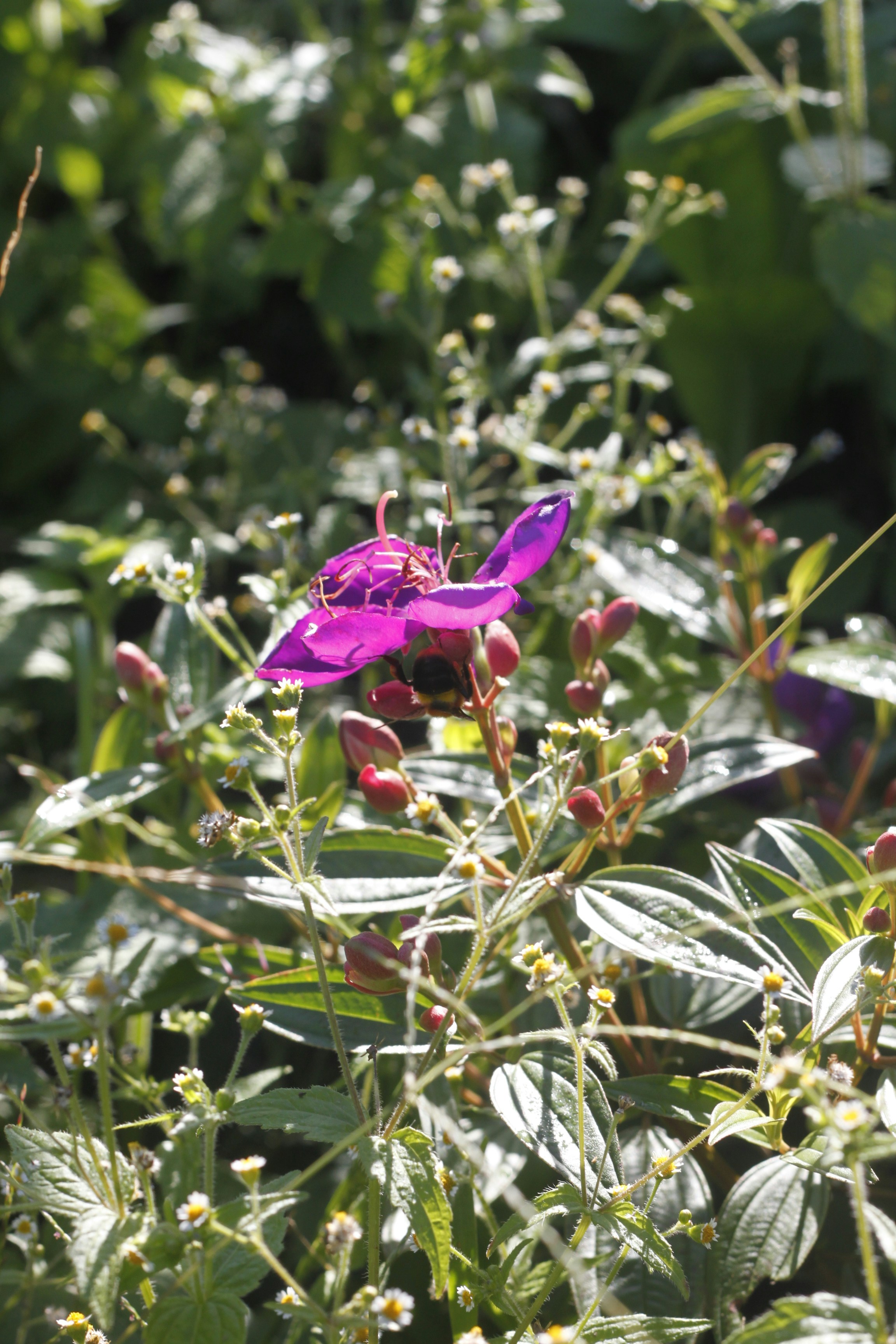Magenta Blooms amid Quiet Greenery