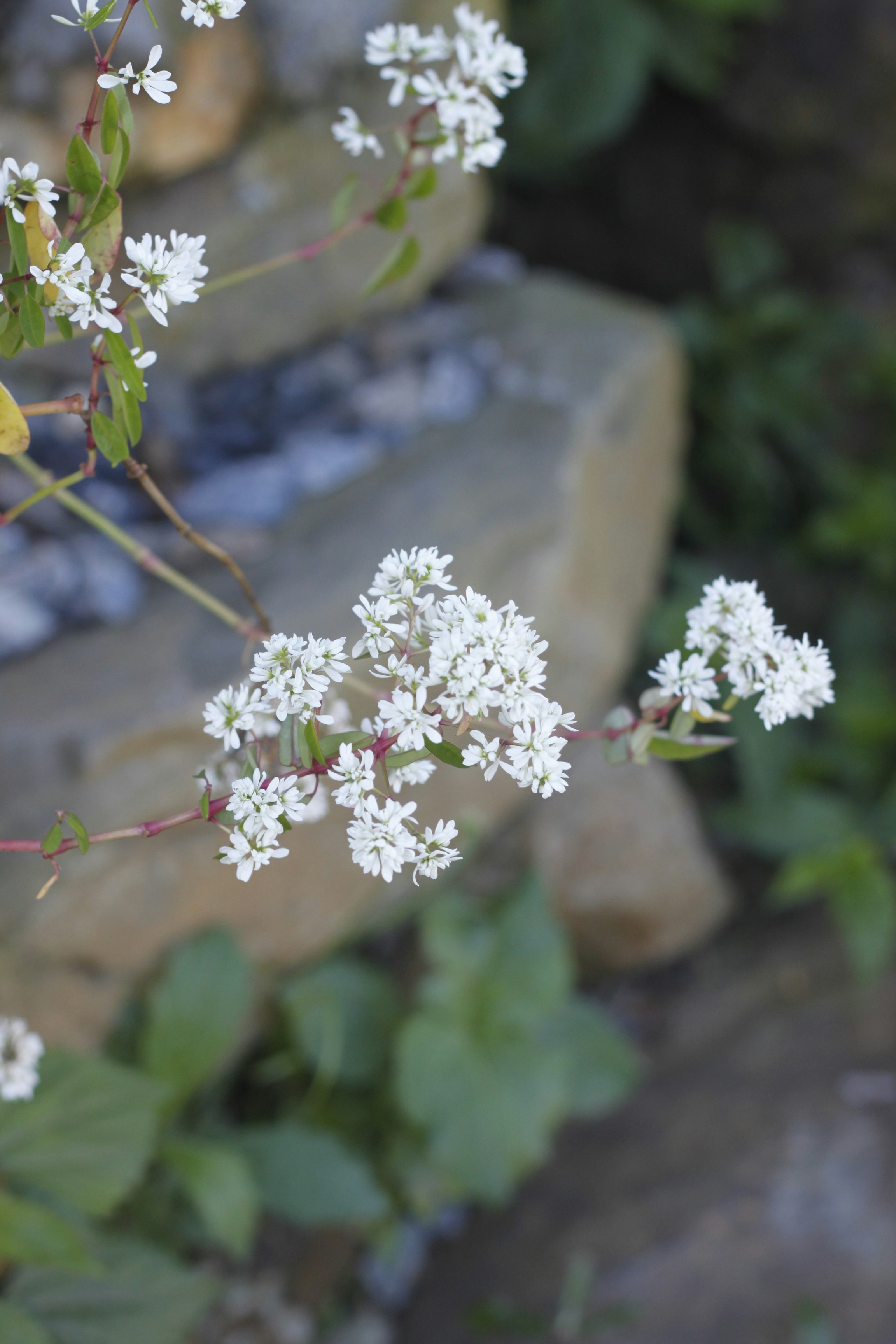 White floral spray against a stone backdrop