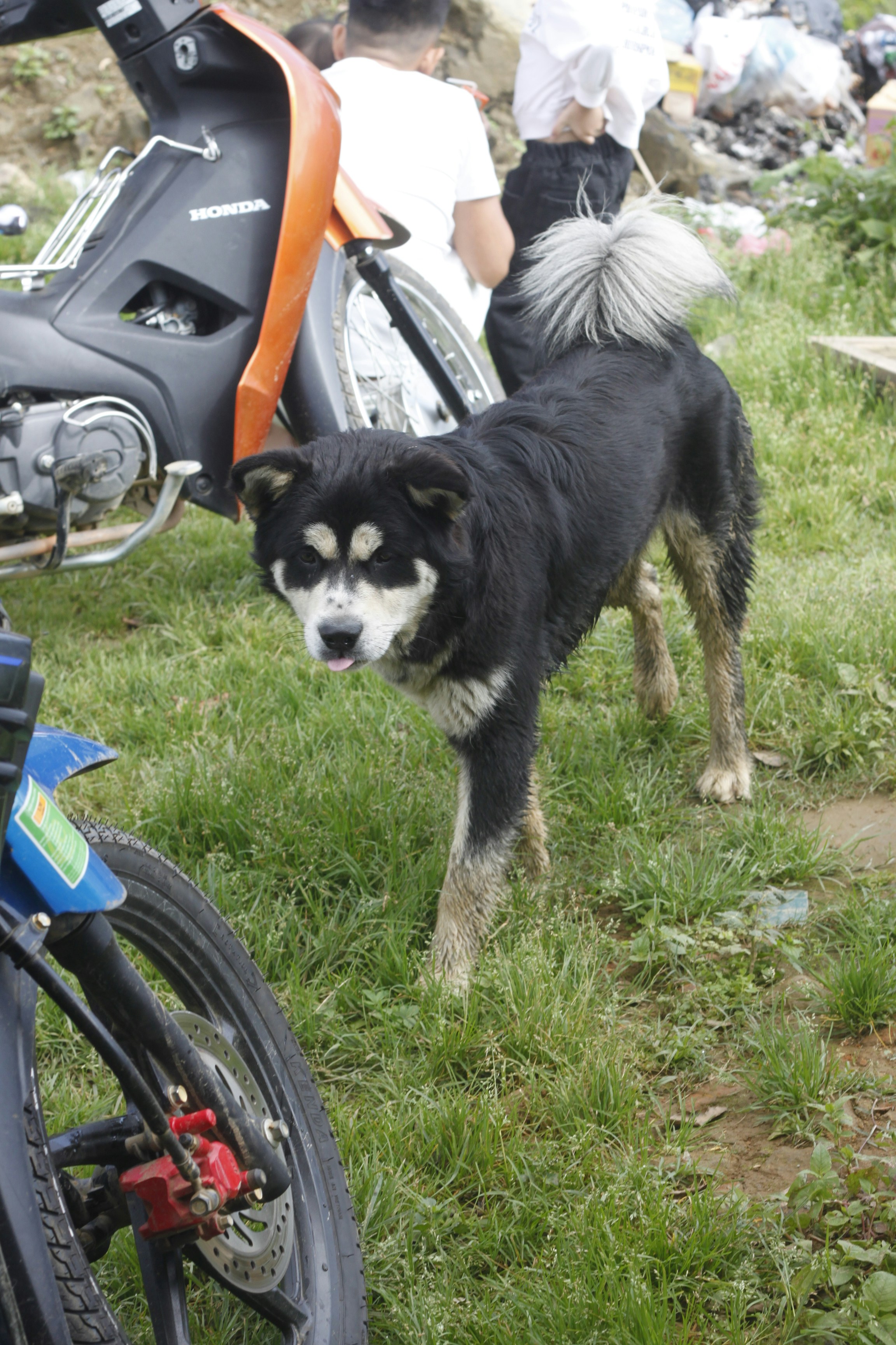 Grizzled Wanderer: a dog surveying a cluttered yard of scooters and trash