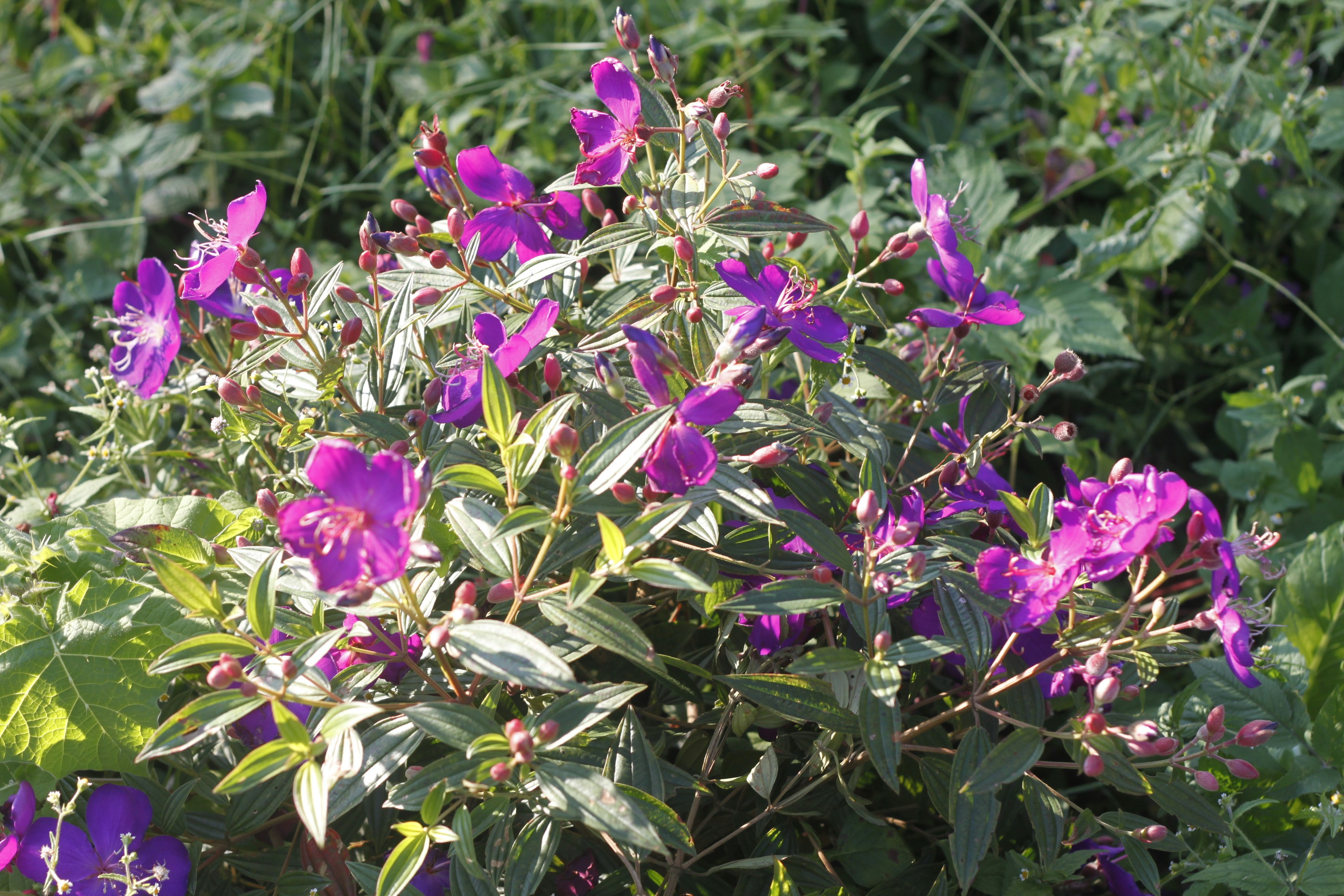 Vibrant Purple Flowers in Sunlit Garden