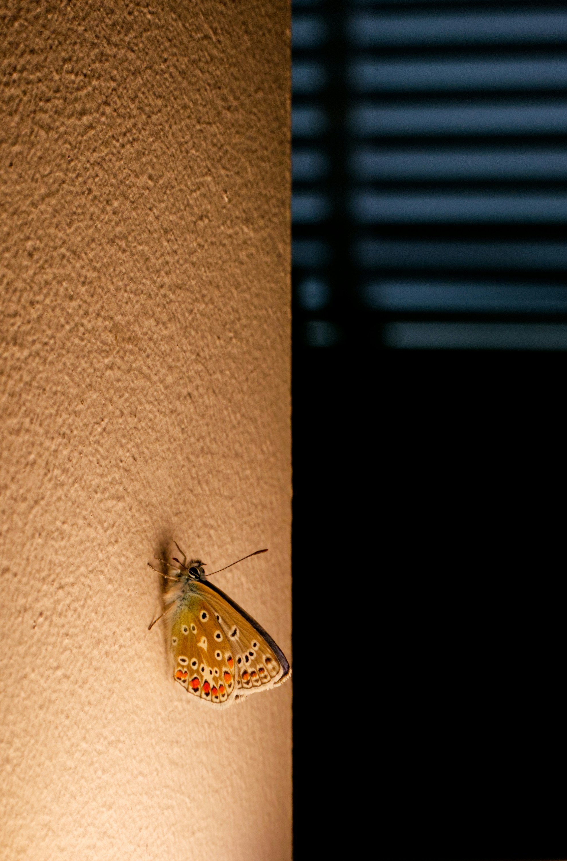 Copper Winged Visitor on a Sunlit Arm
