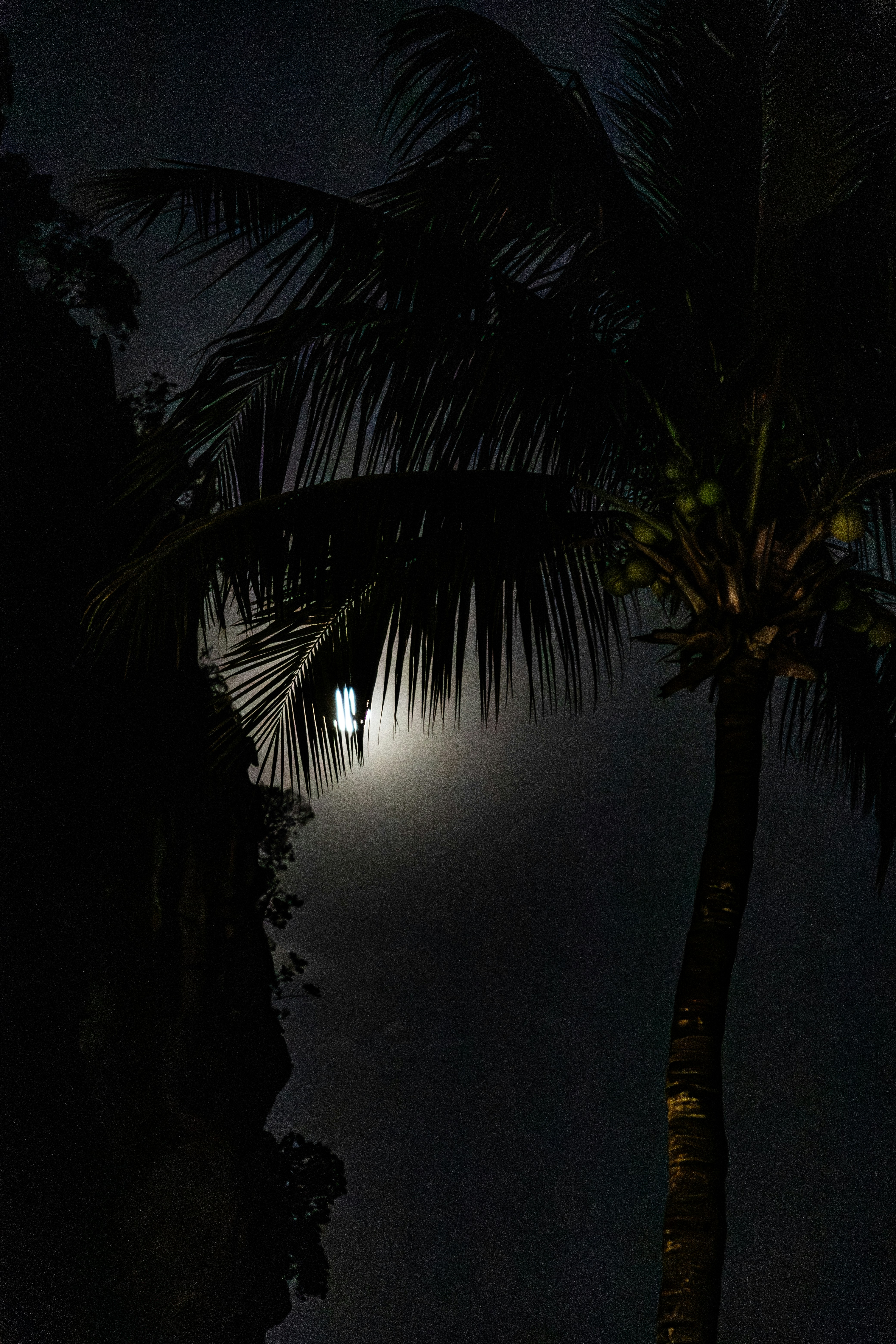 Moonlit Palm Silhouette over a Night Shore