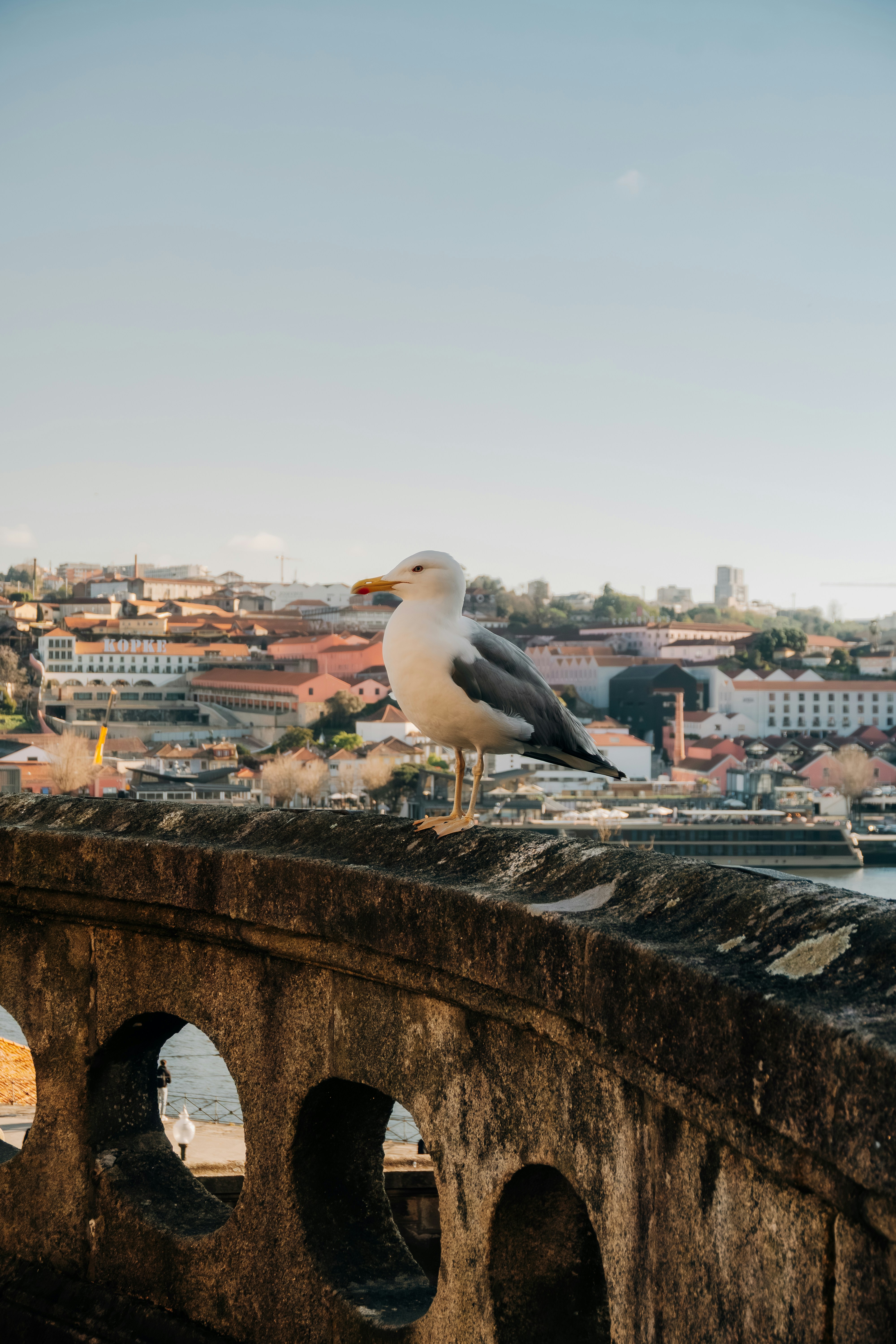 Seagull Sentinel over the Old Stone Bridge